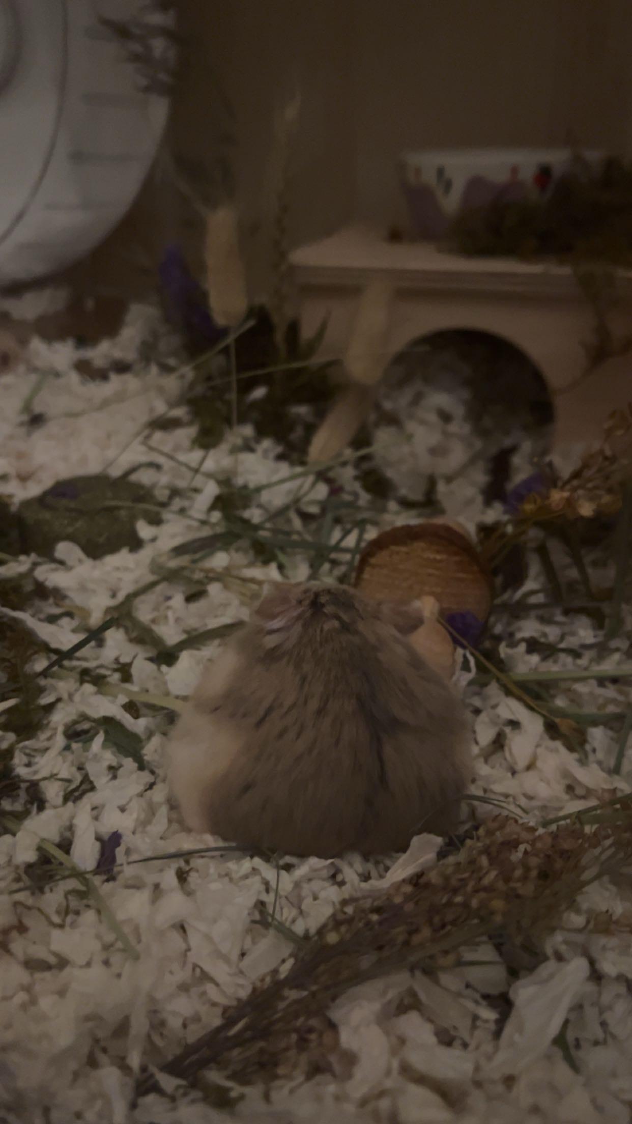 Discover more like Hamsters: How does my enclosure look? and Related Content | Scrolller