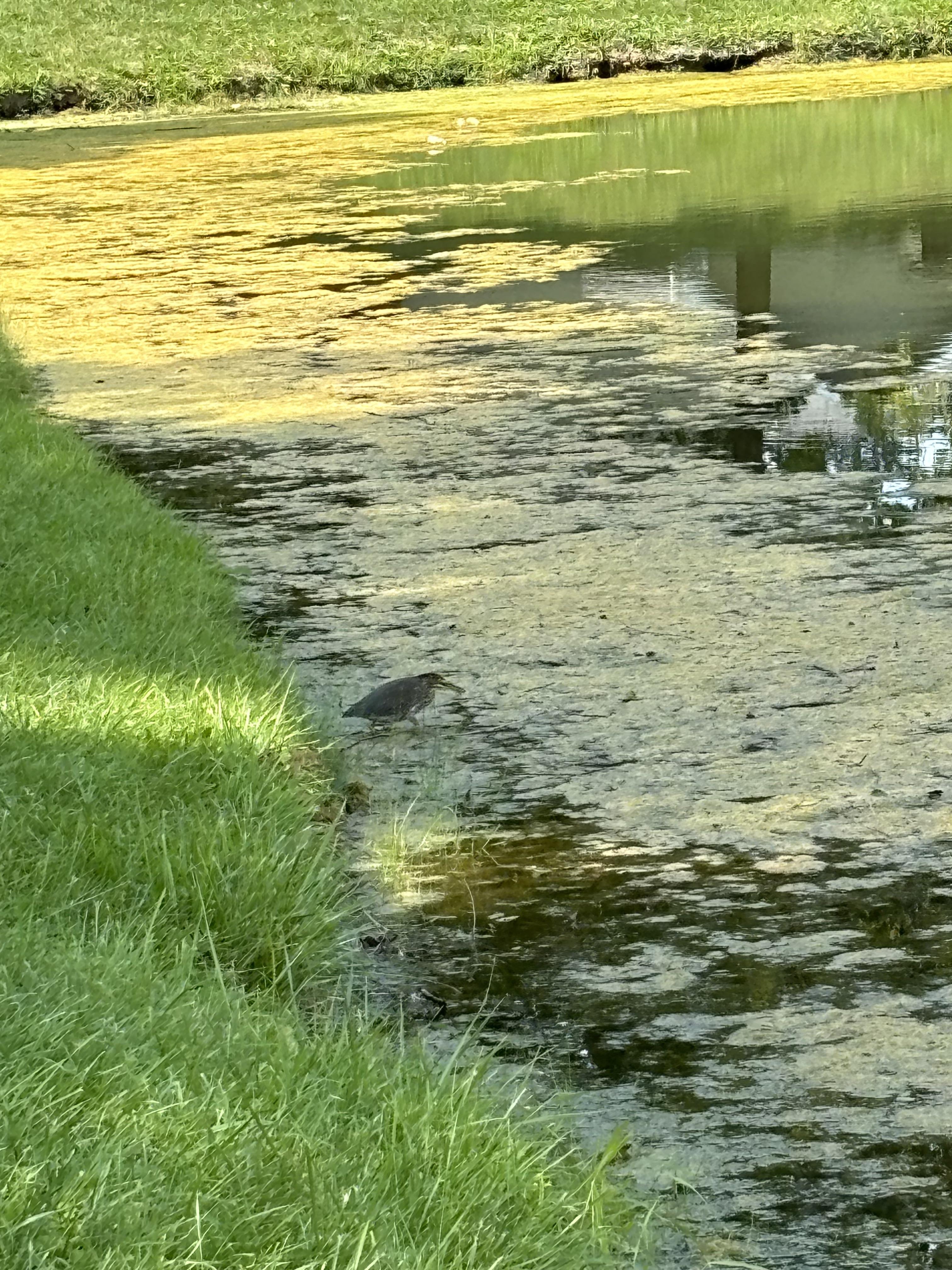 Cool Bird | Scrolller