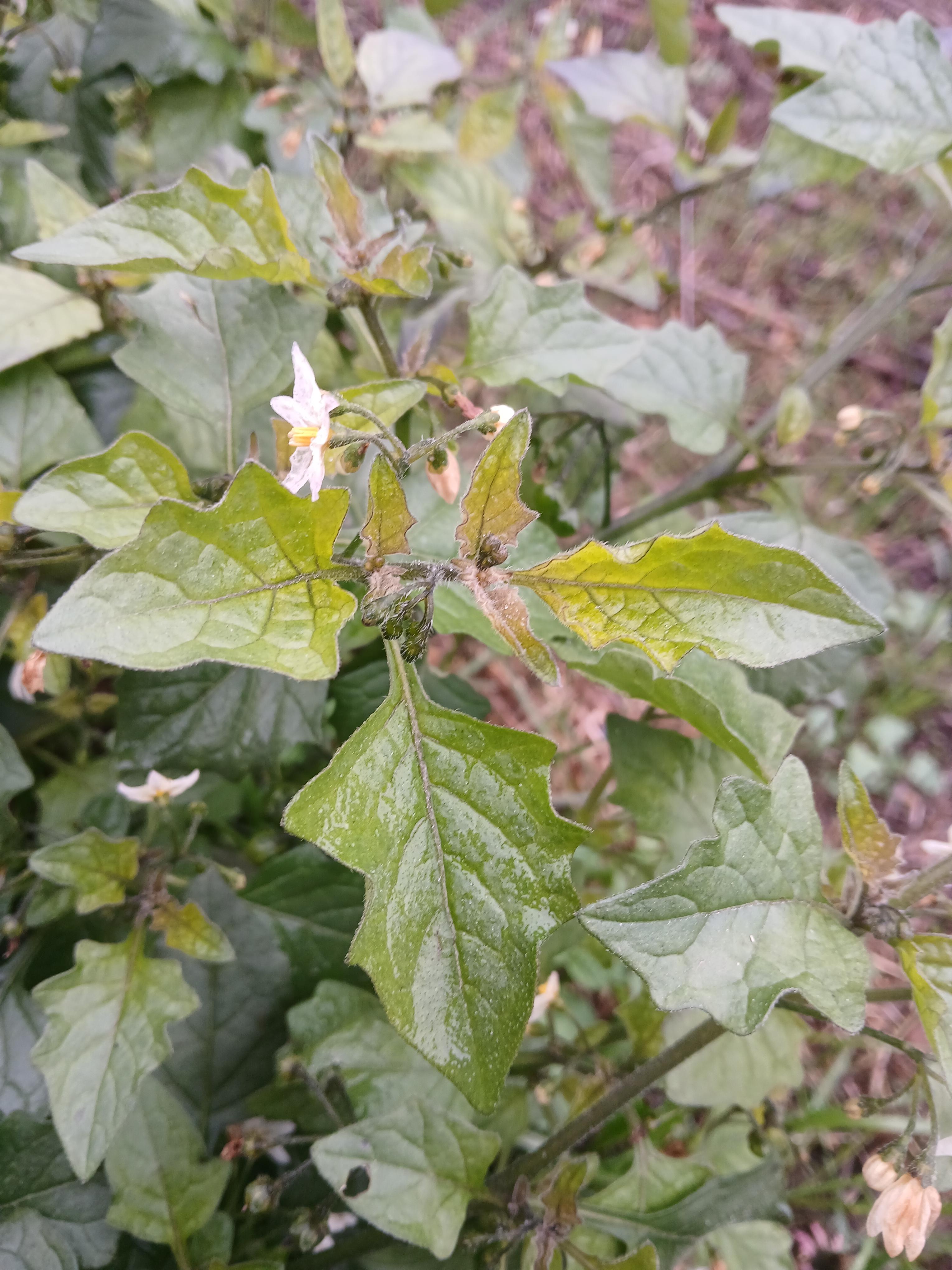 What is this exactly | Scrolller