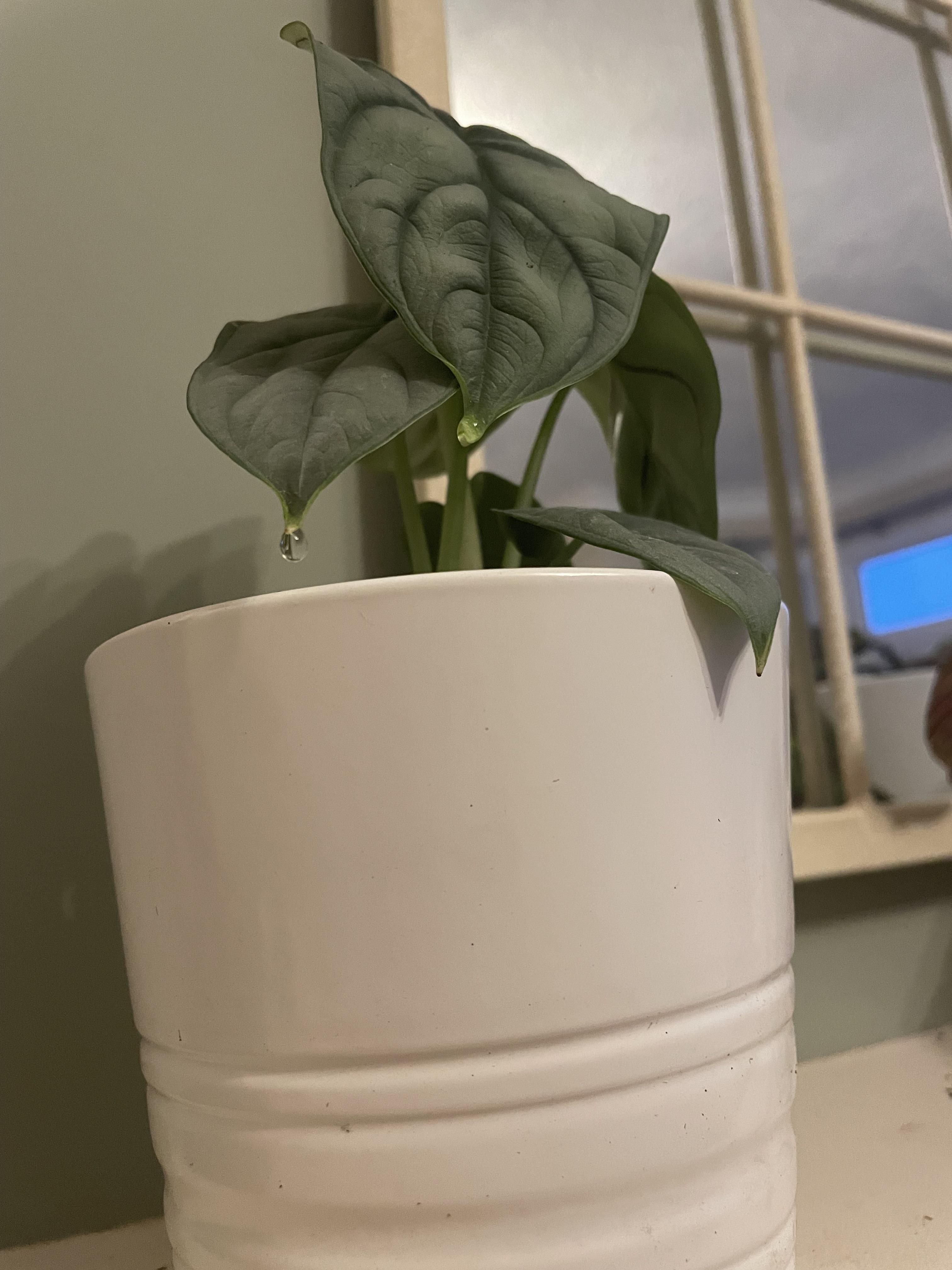 Plant Anxiety | Scrolller