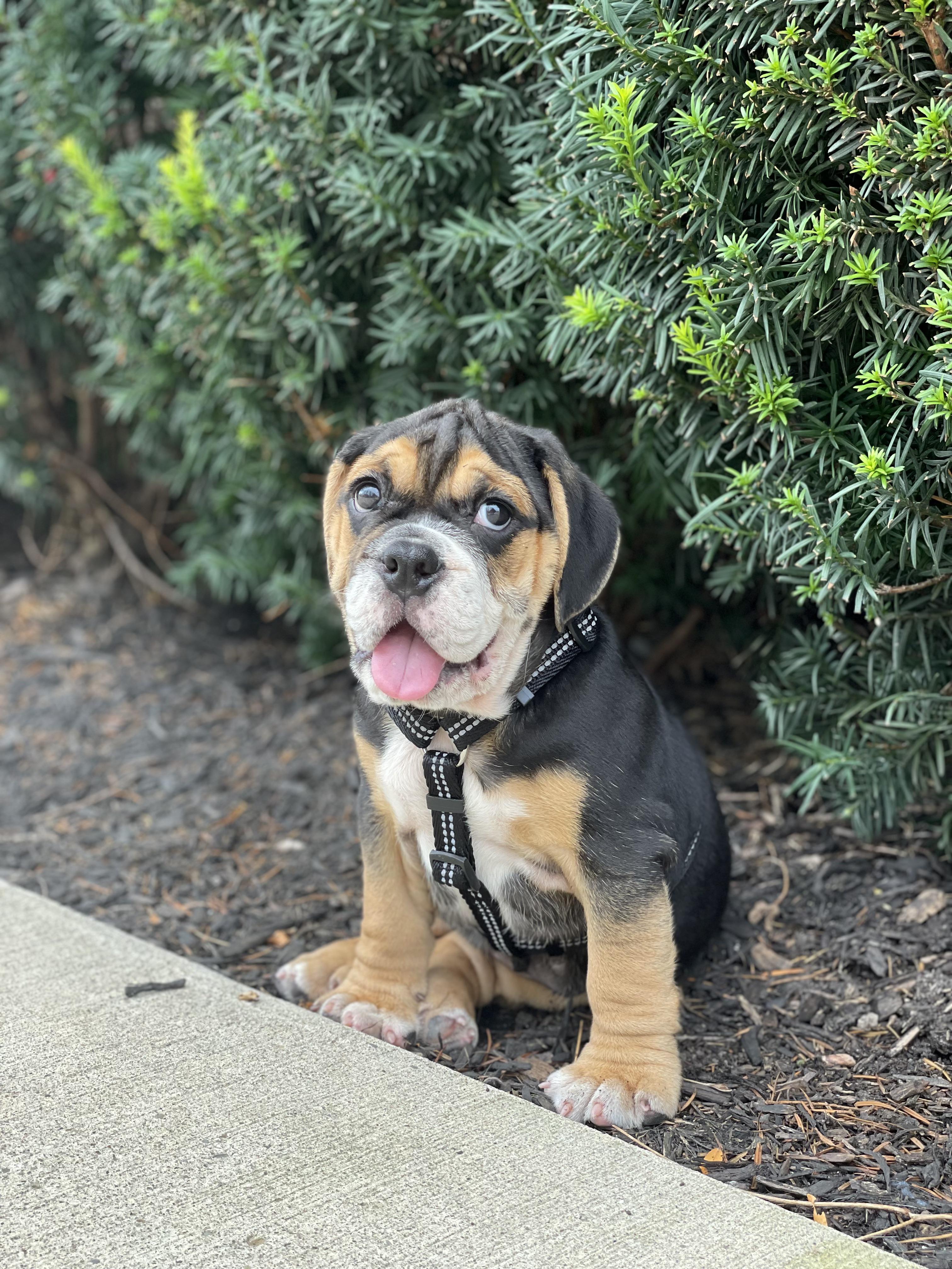 Meet Cooper! (Beabull, 8 weeks) | Scrolller