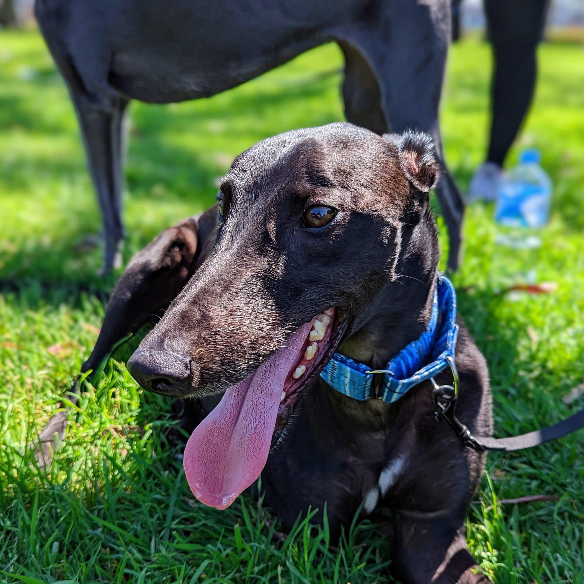 Just a handsome 3 Legged boy | Scrolller