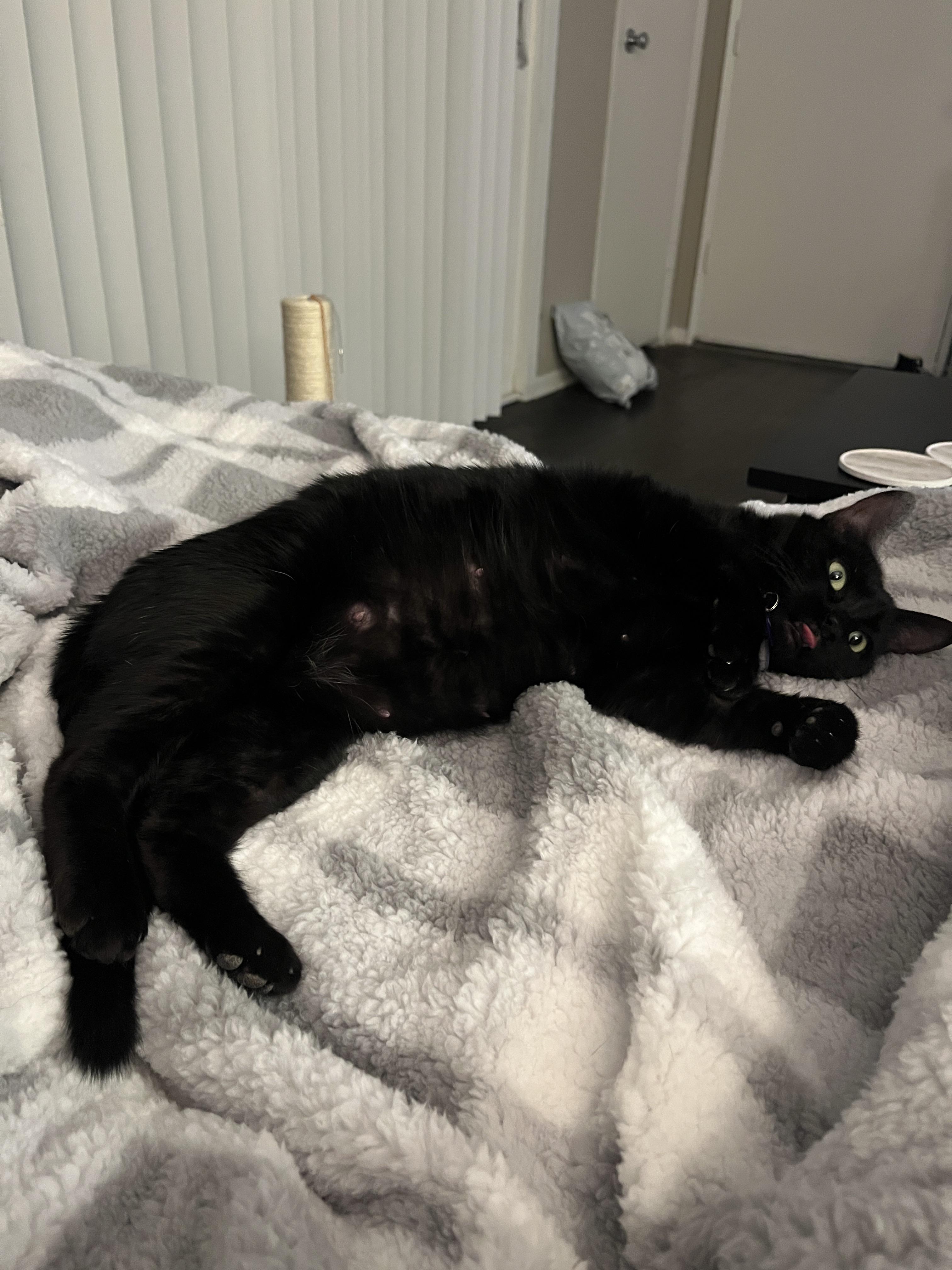 Discover More Like Blackcats Are These Normal Boy Cat Nipples And 3111