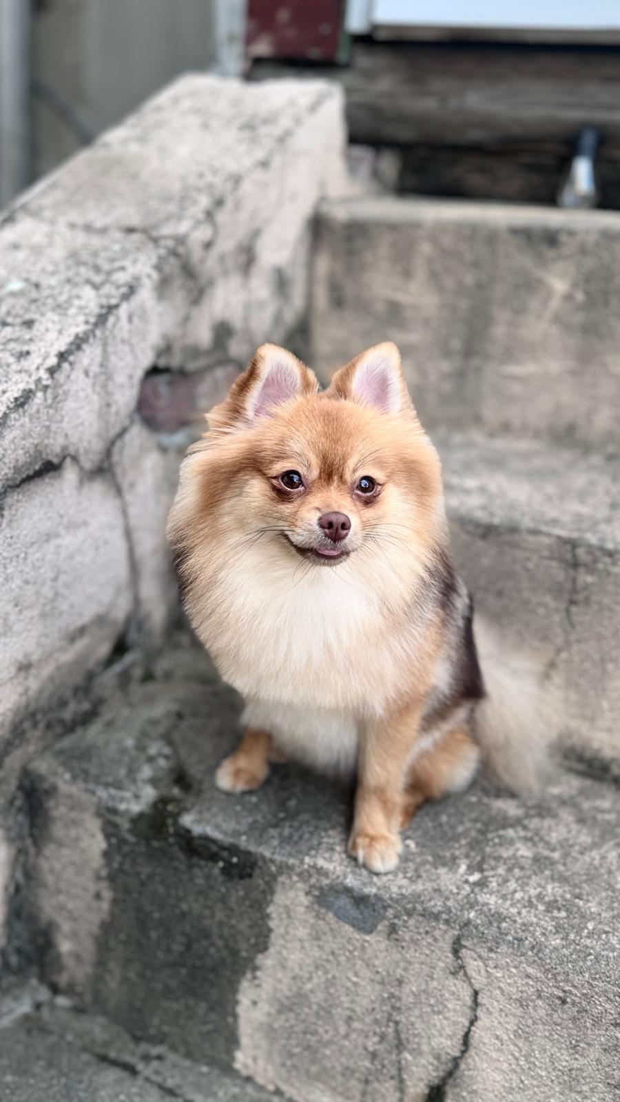 Meet Lucy! | Scrolller