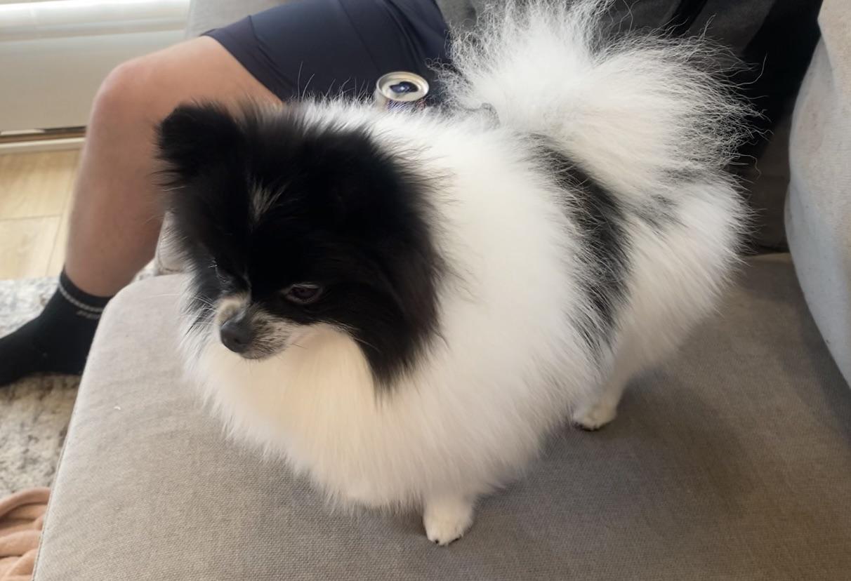 She got her first groom today! | Scrolller