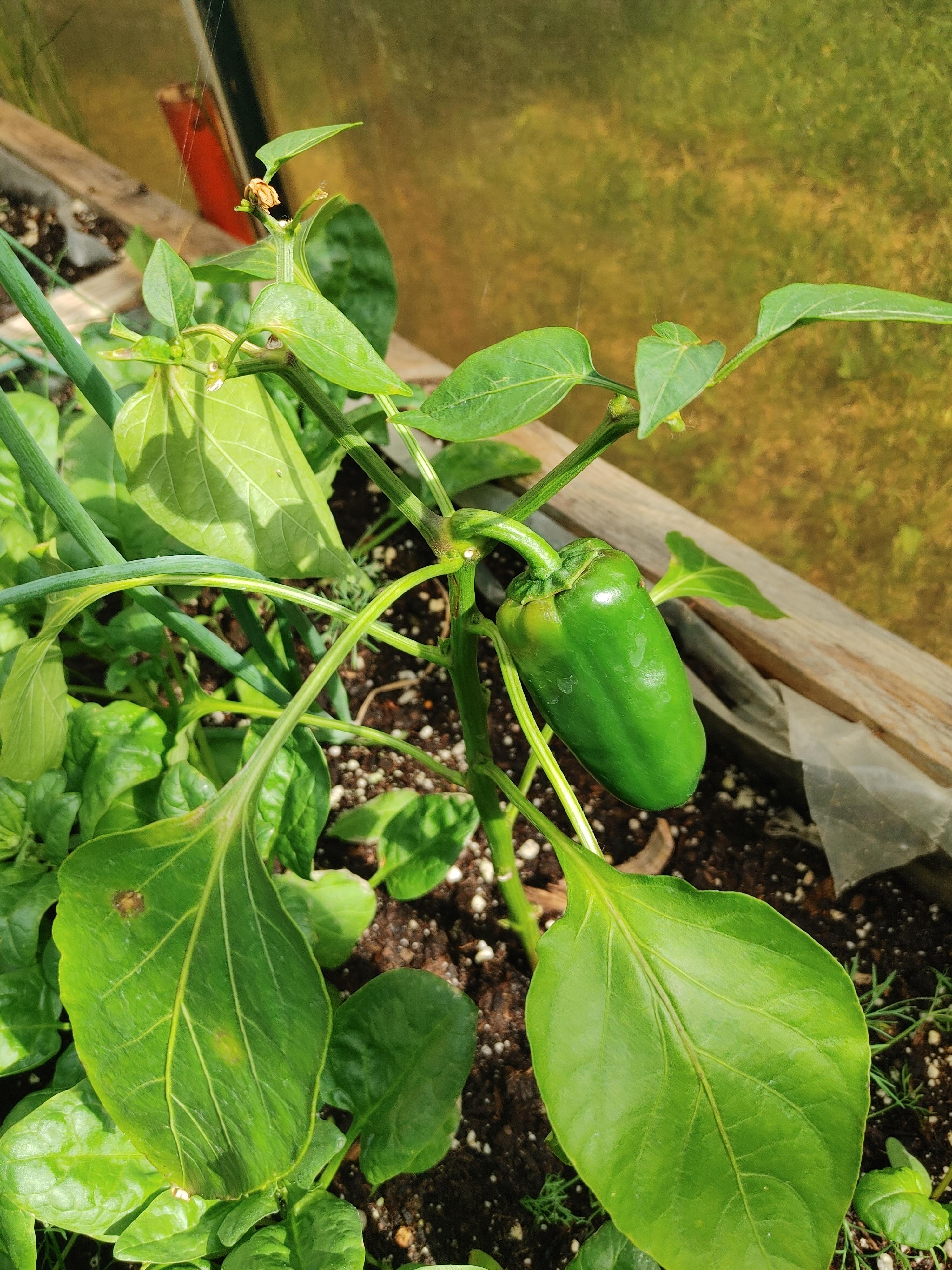 Help with sad pepper plants | Scrolller