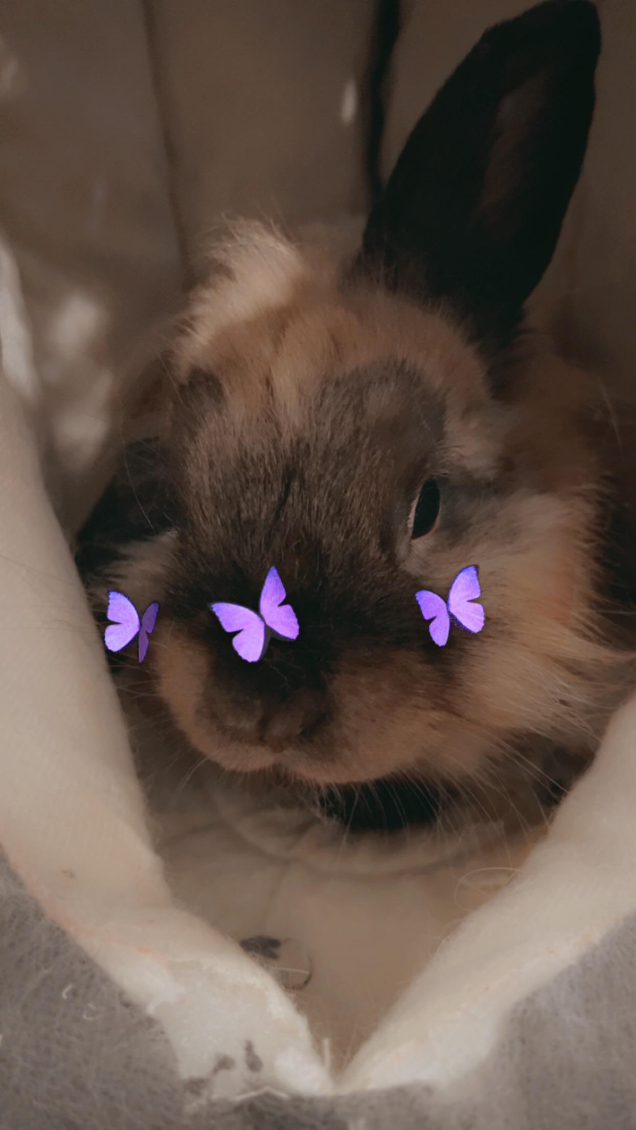 My Goober Bun | Scrolller