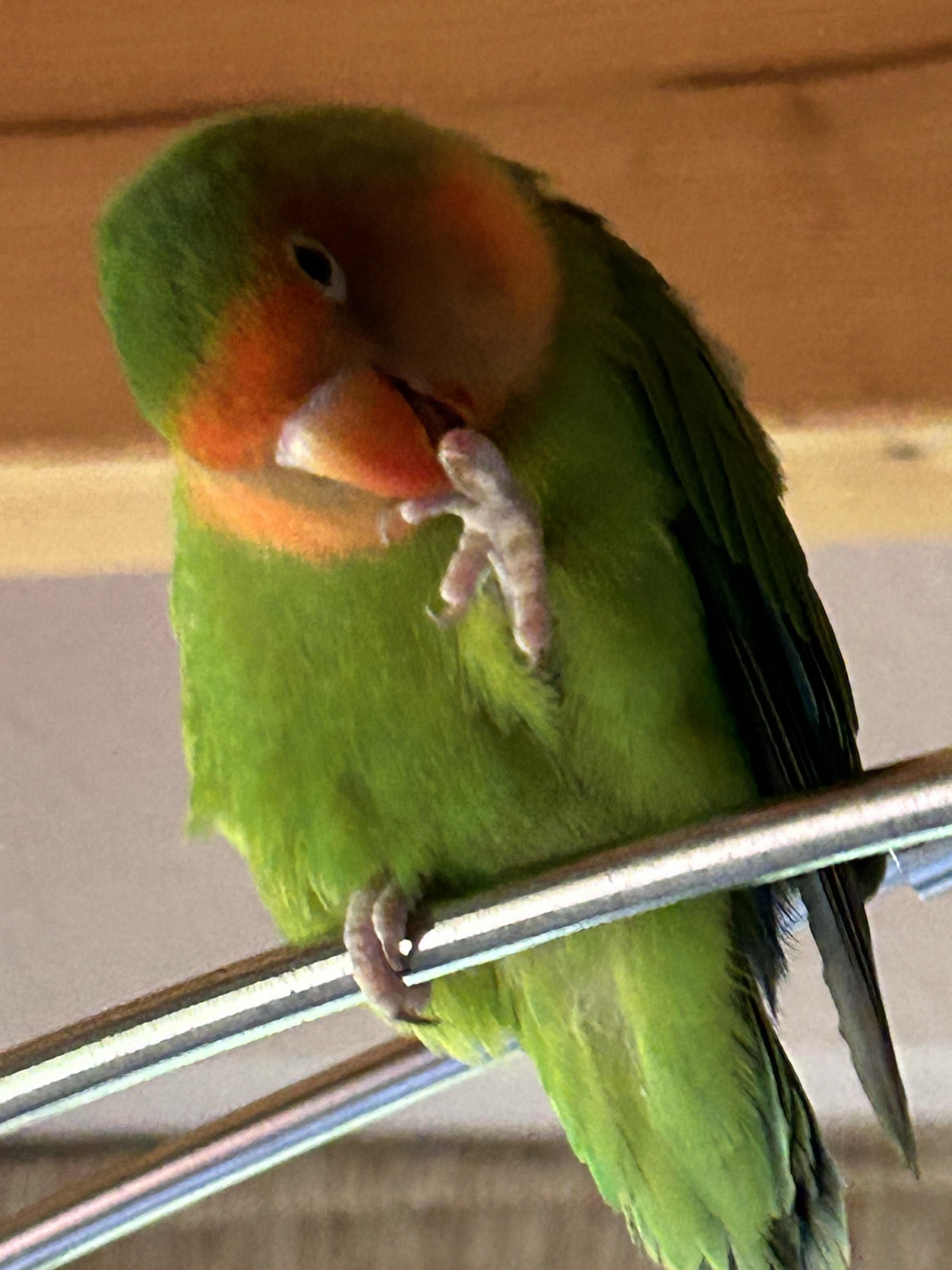 Lovebird keeps biting Curled Toe | Scrolller