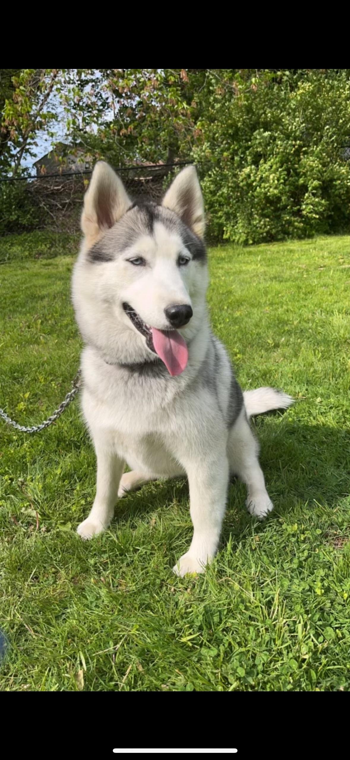 70lb pure female husky | Scrolller