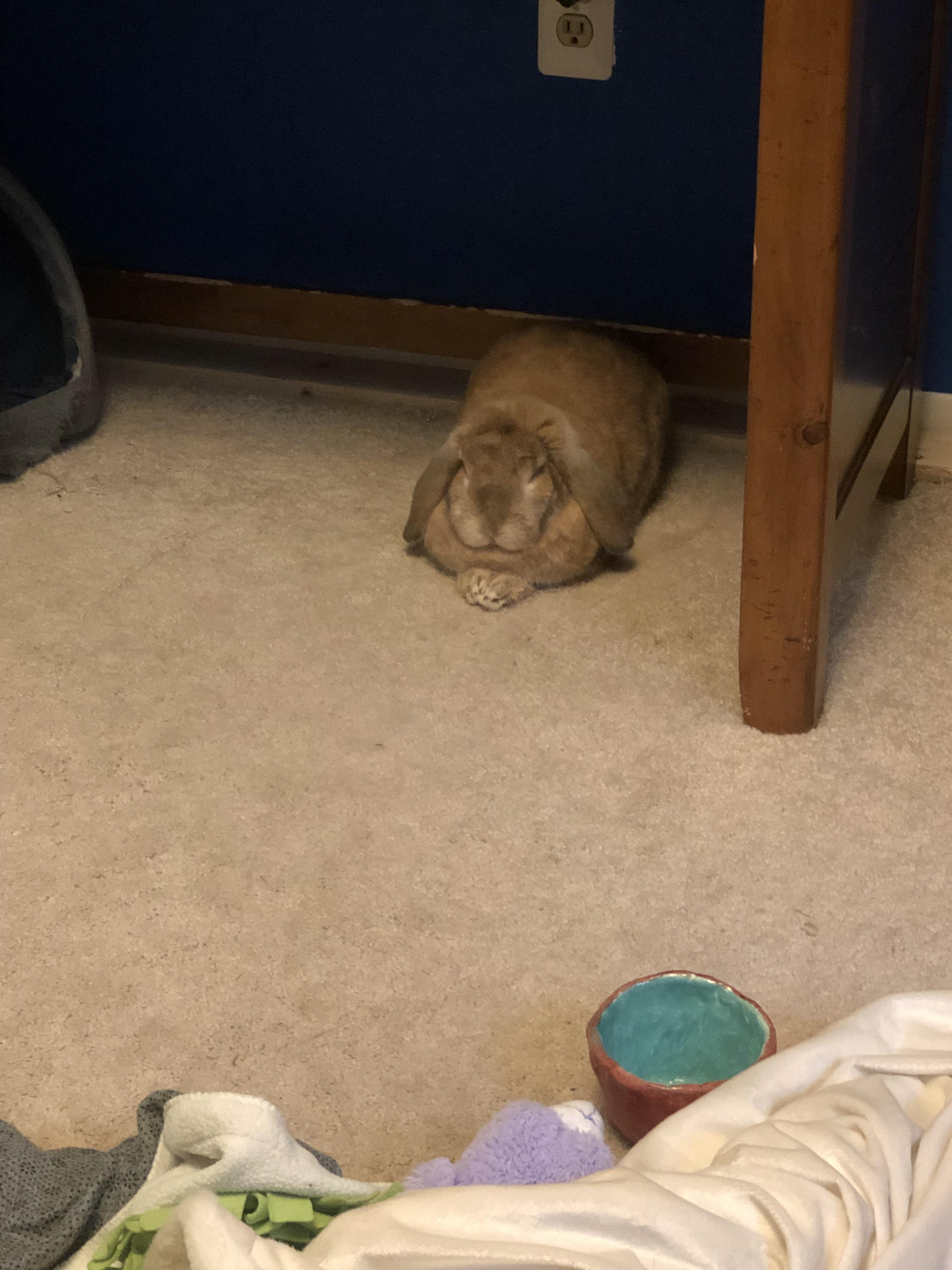 Perfectly Toasted Loaf of Bread (All of the photos are from different days) | Scrolller