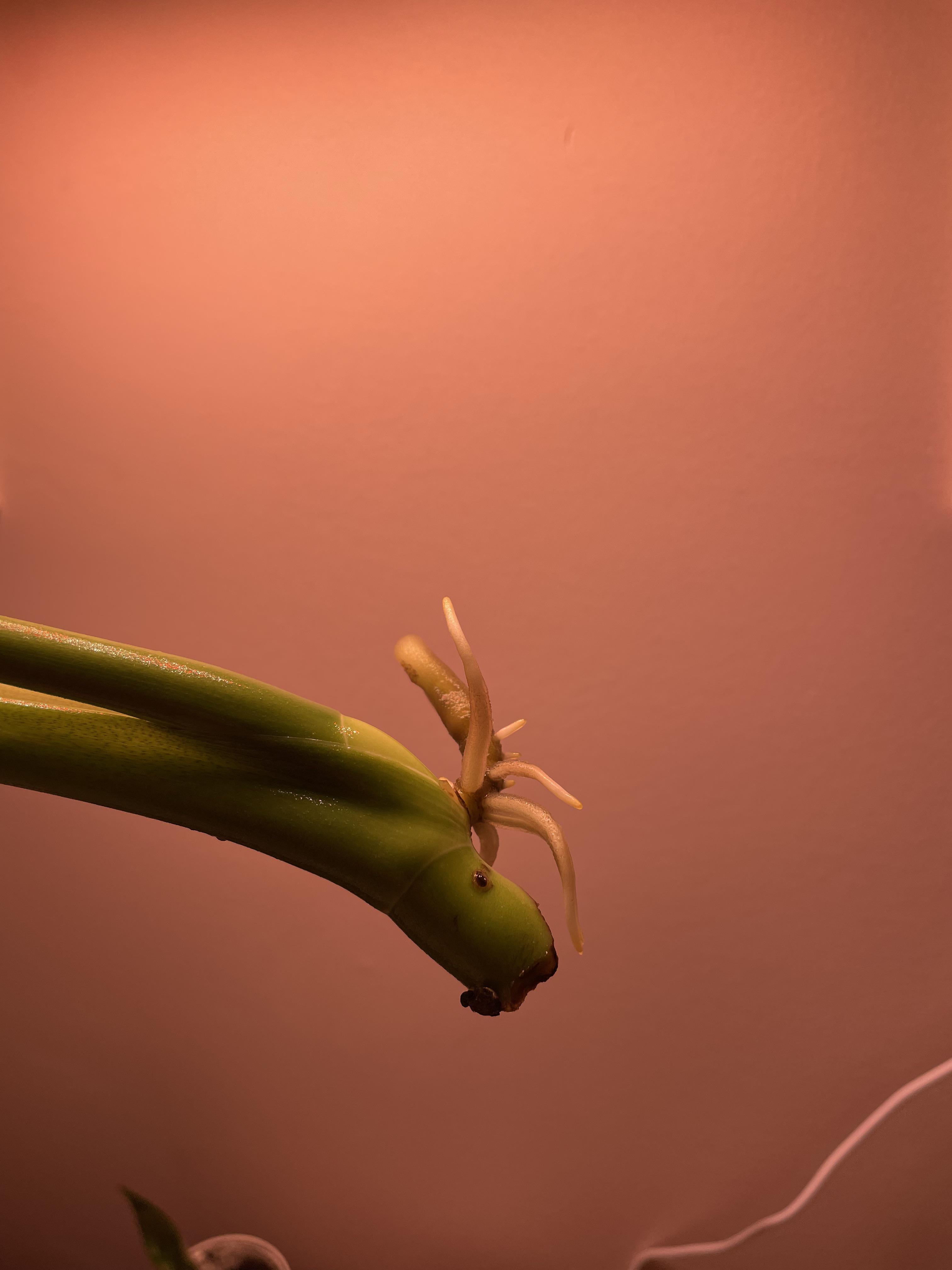 Ahhh roots are finally coming | Scrolller