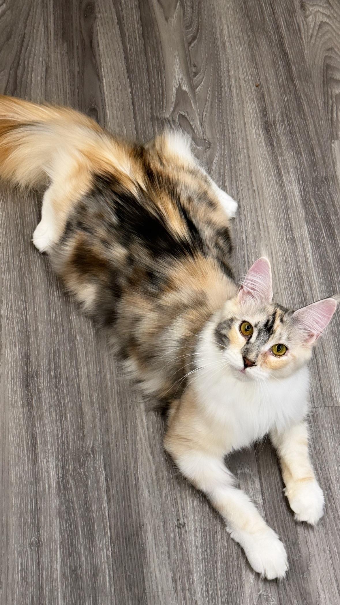 Meet Pepper! | Scrolller