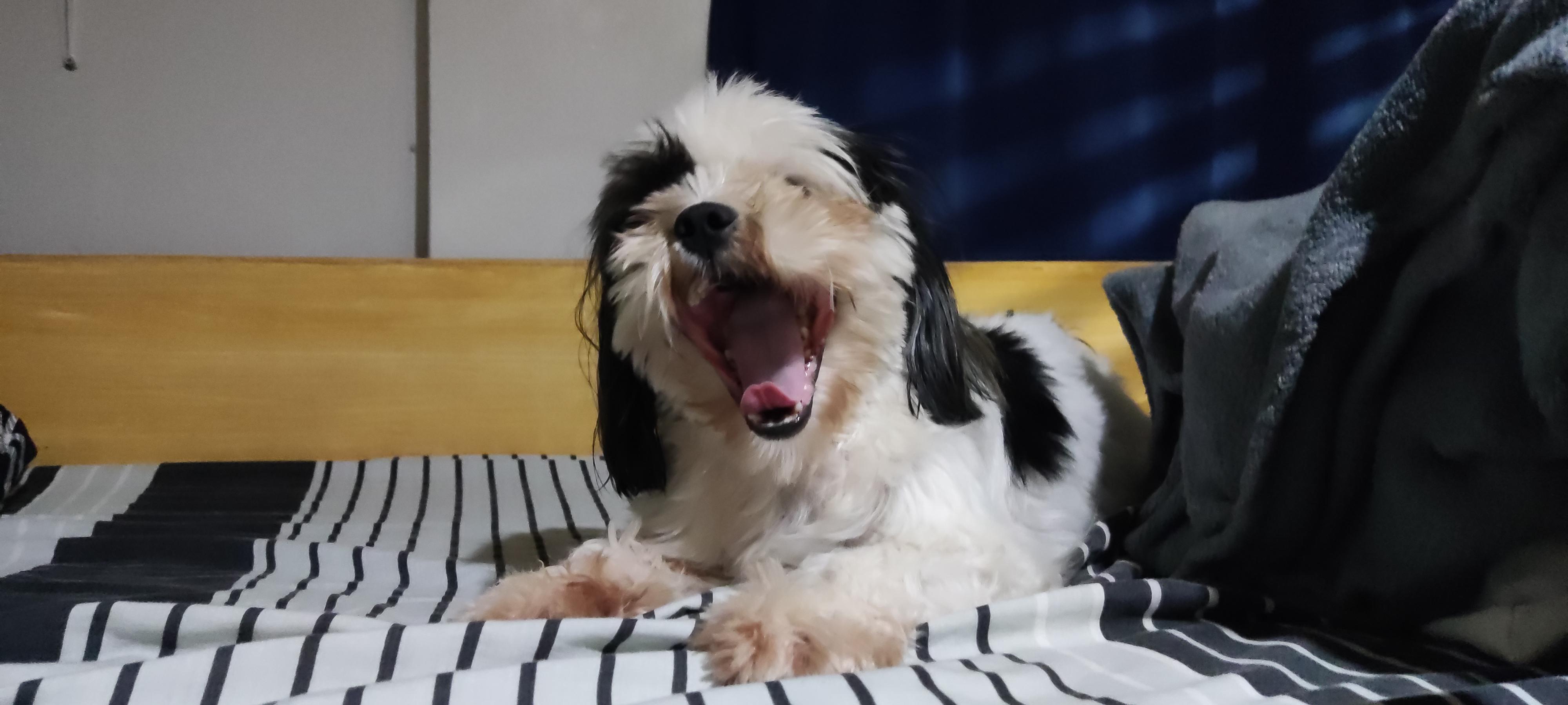 Bellatrix's five stages of yawning | Scrolller