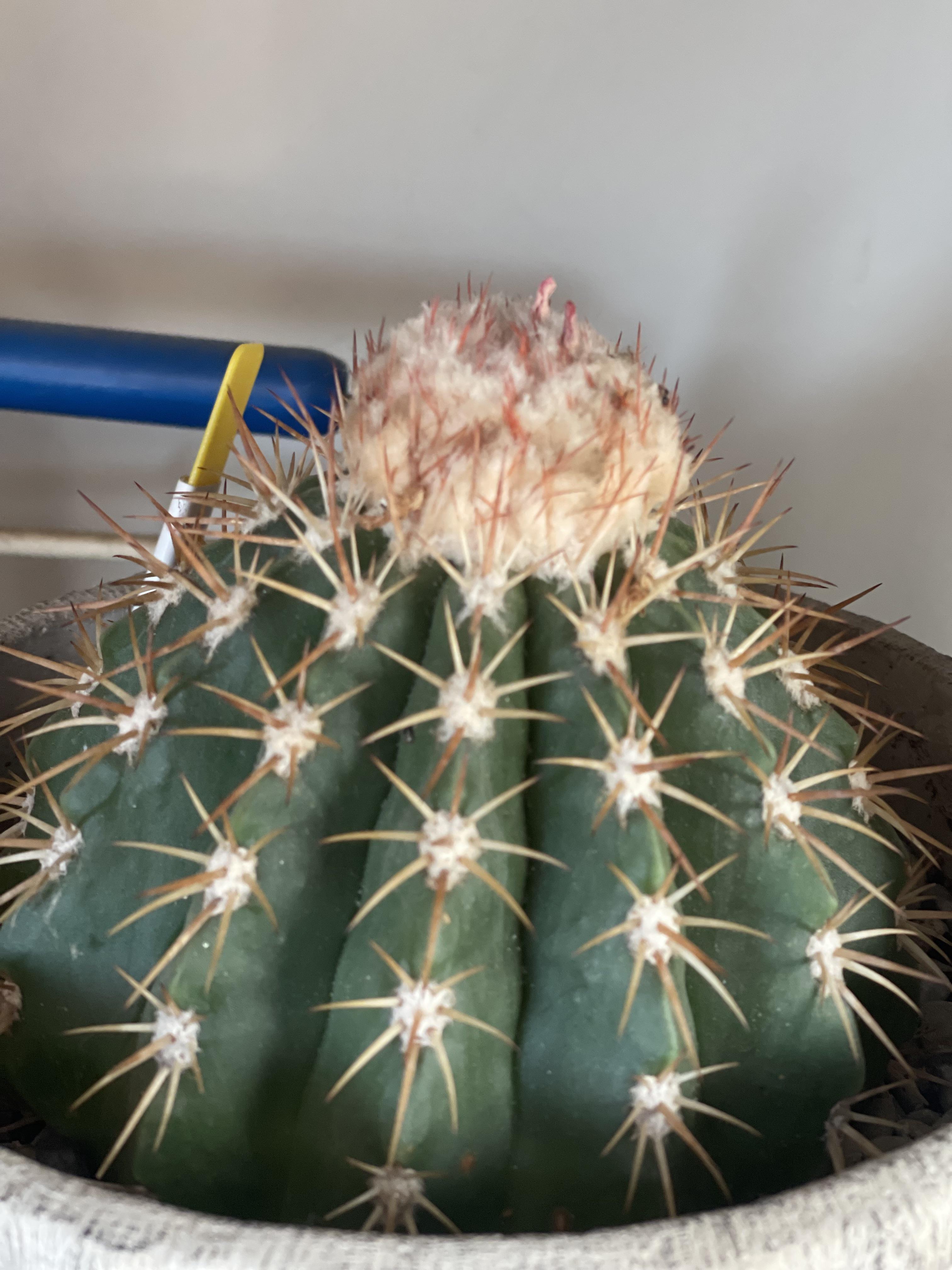 My melocactus and his seedlings | Scrolller