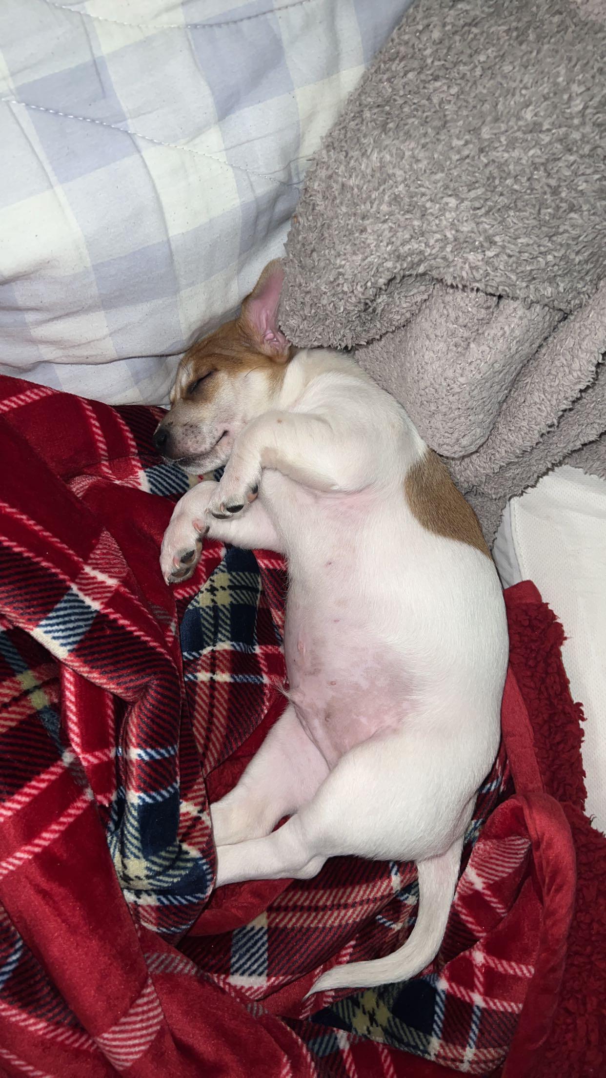 Meet Olim (Milo backwards) | Scrolller