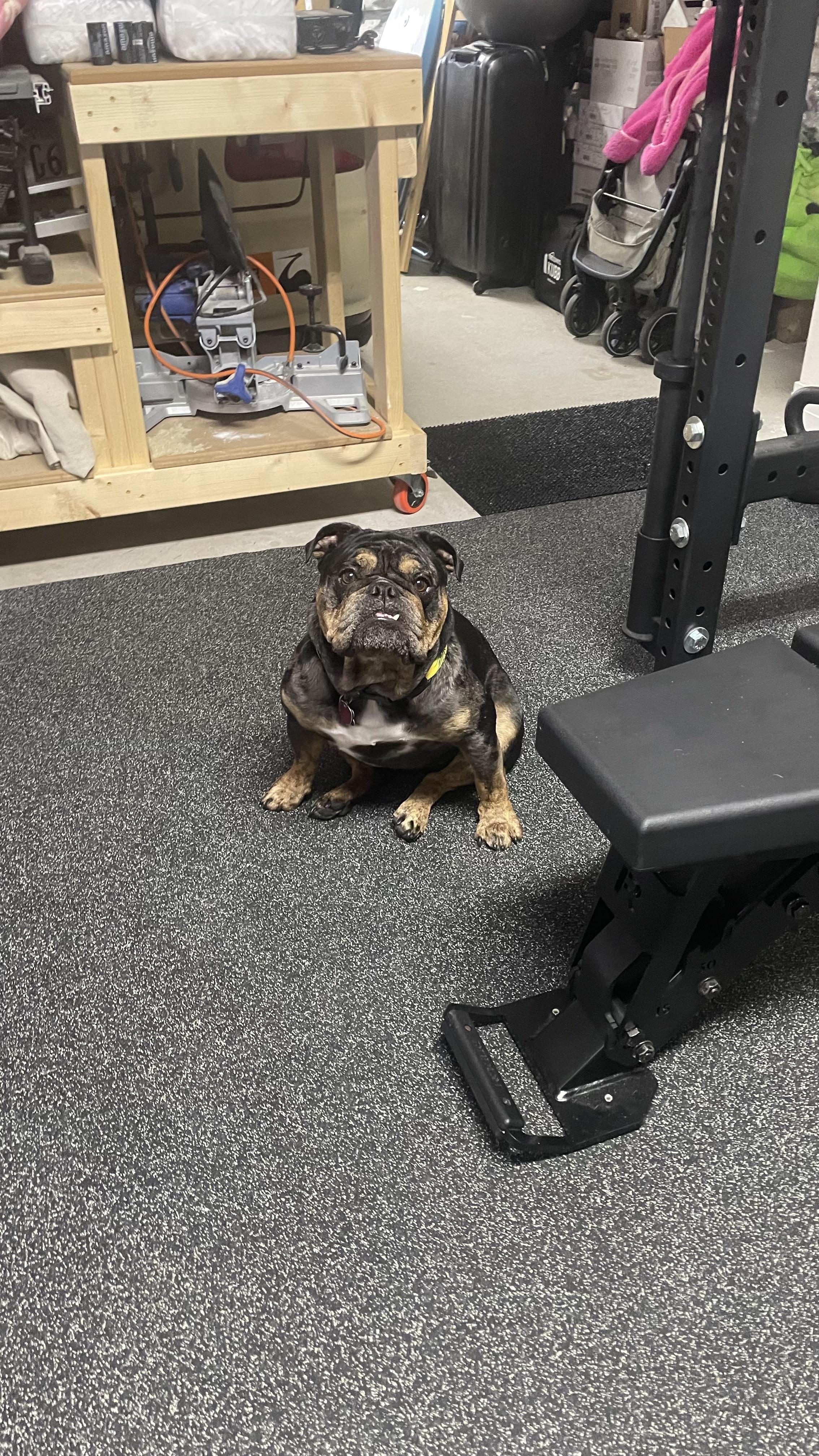 Mochi getting her reps in! | Scrolller