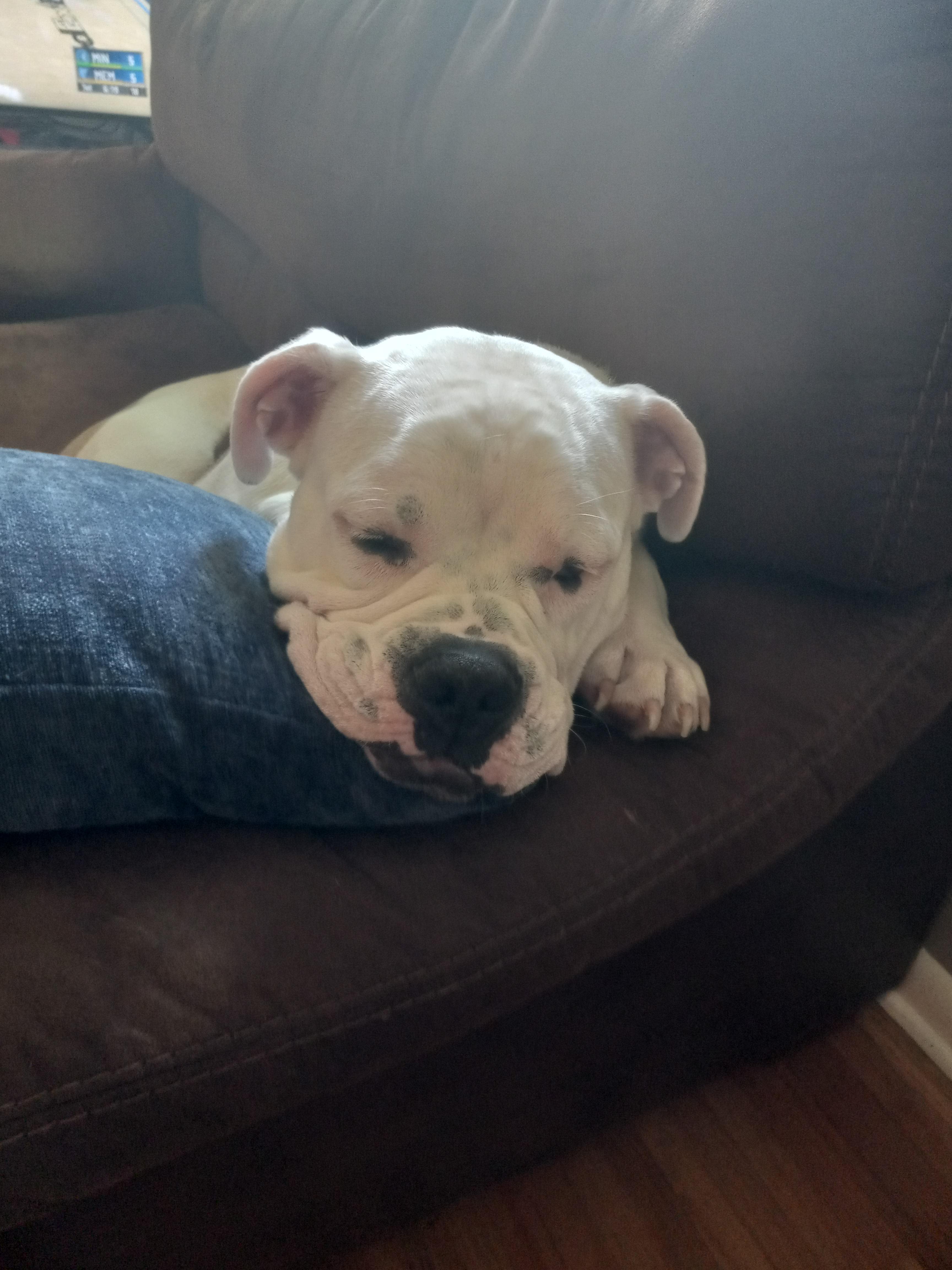 Some more flattering pics of my pupper than the last 2 i posted. (also ...