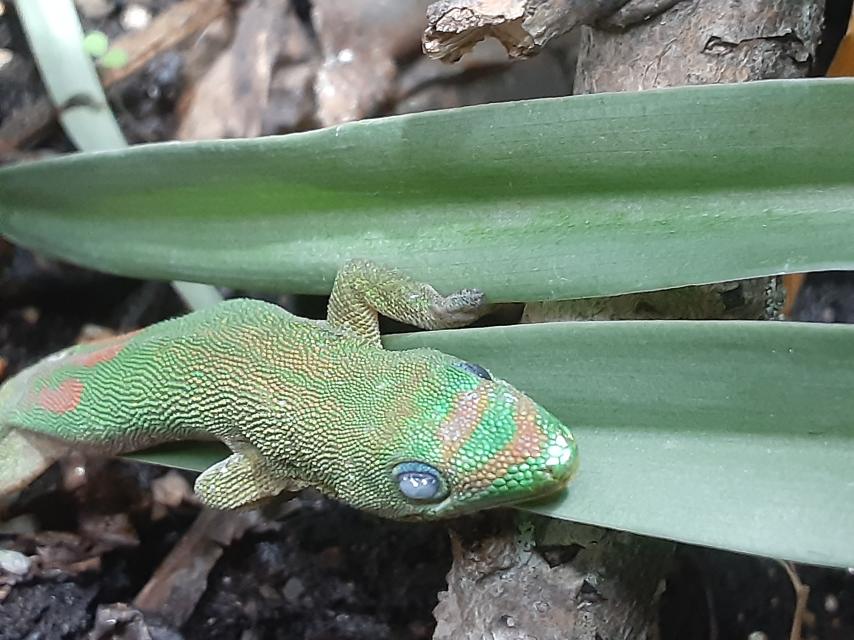 Day Gecko Eye problem | Scrolller