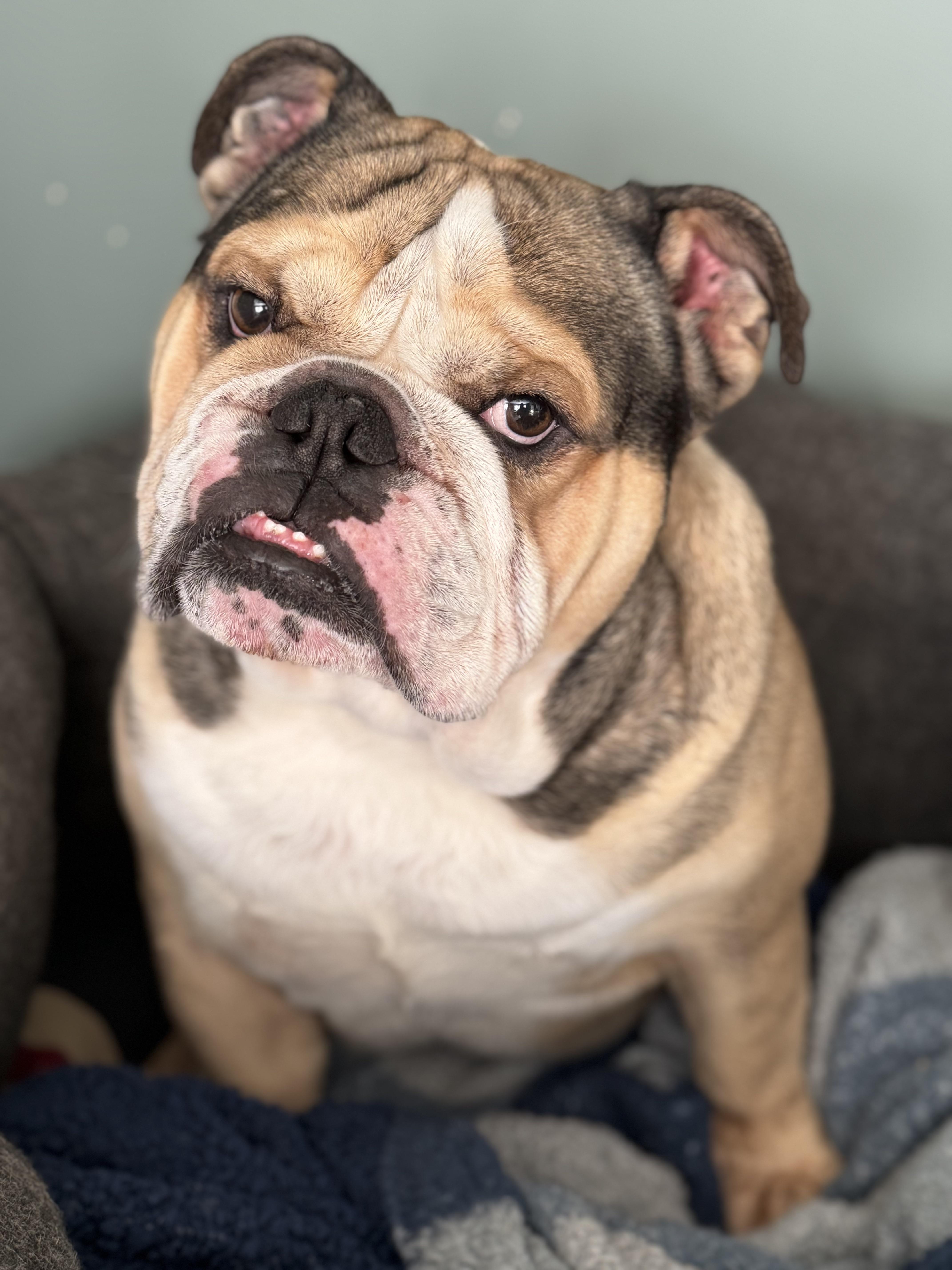 Reuben is just back from the groomers | Scrolller