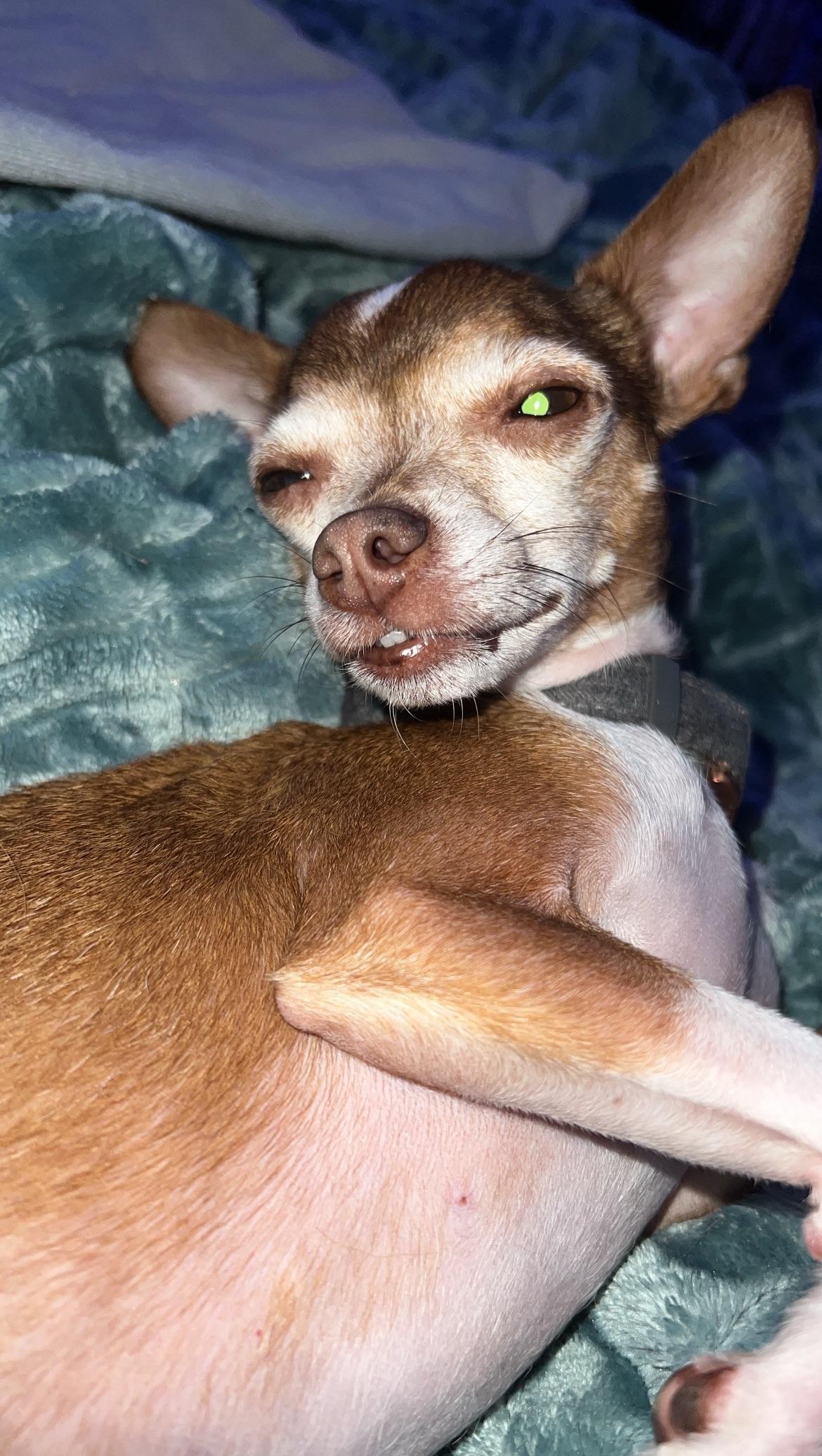 Deer Head Chi appreciation post | Scrolller