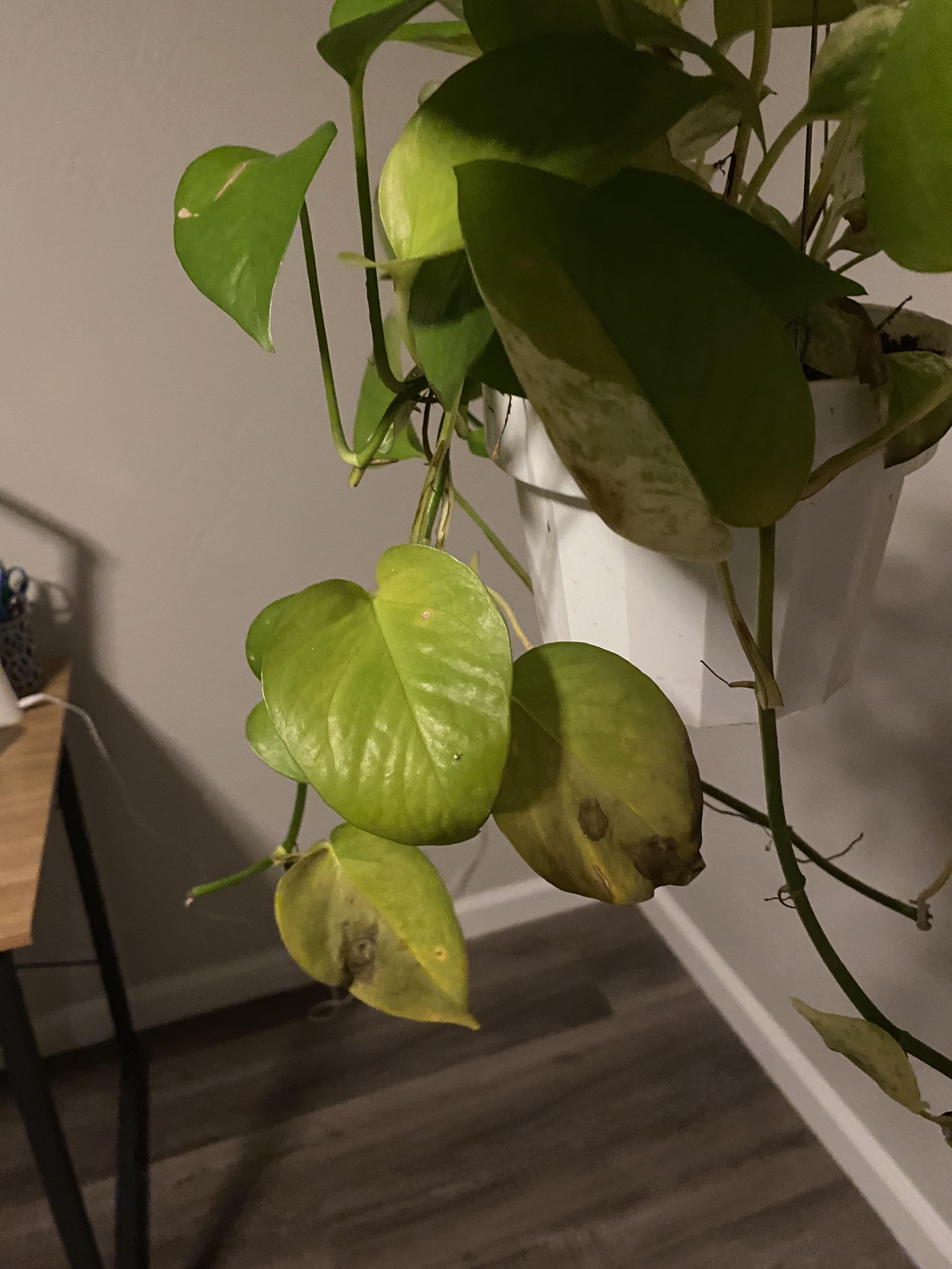 Help!! Dying pothos | Scrolller