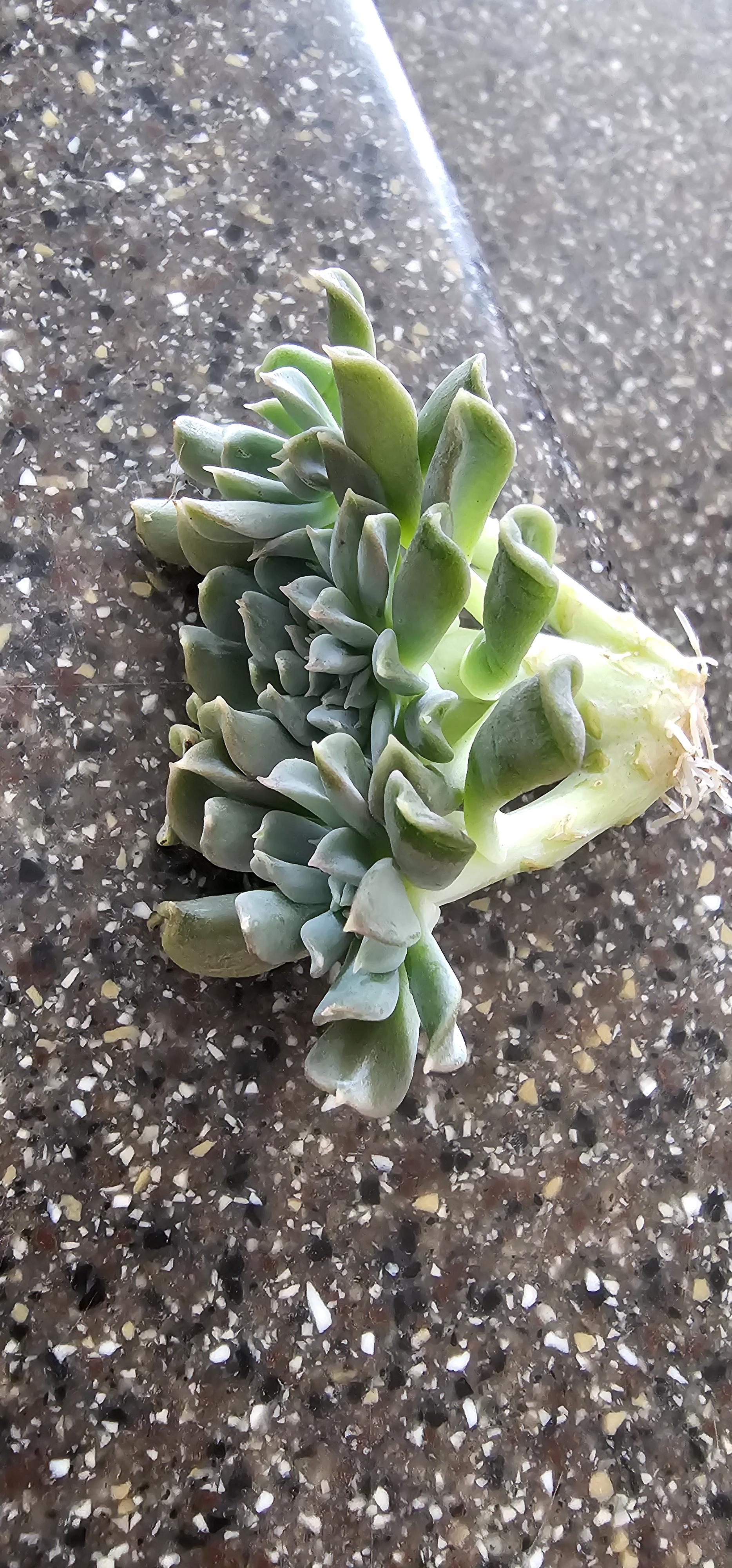 Propagation Station | Scrolller