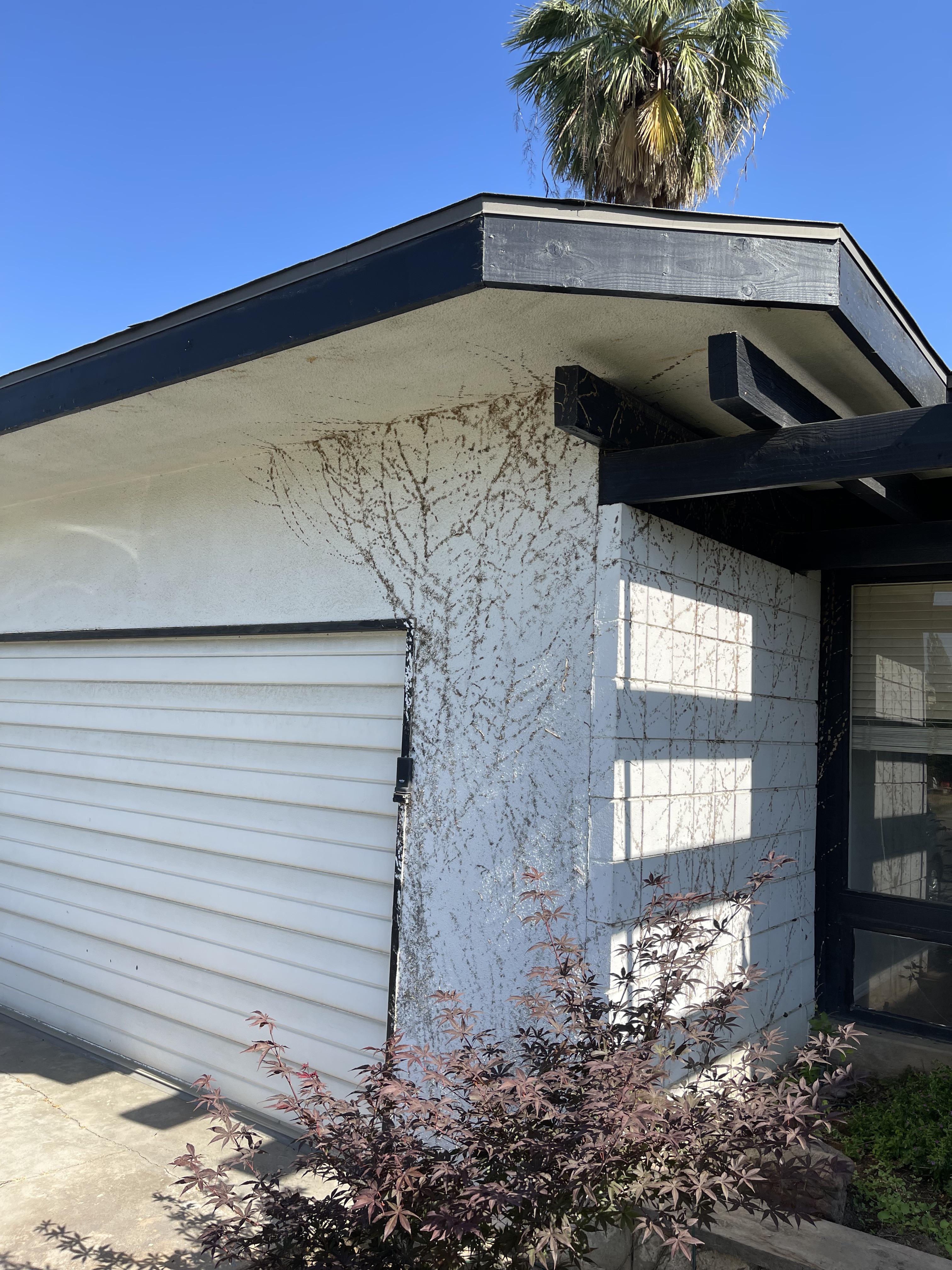 I had these vines yanked out 4 years ago with zero sign of coming back. Now I need the house ...