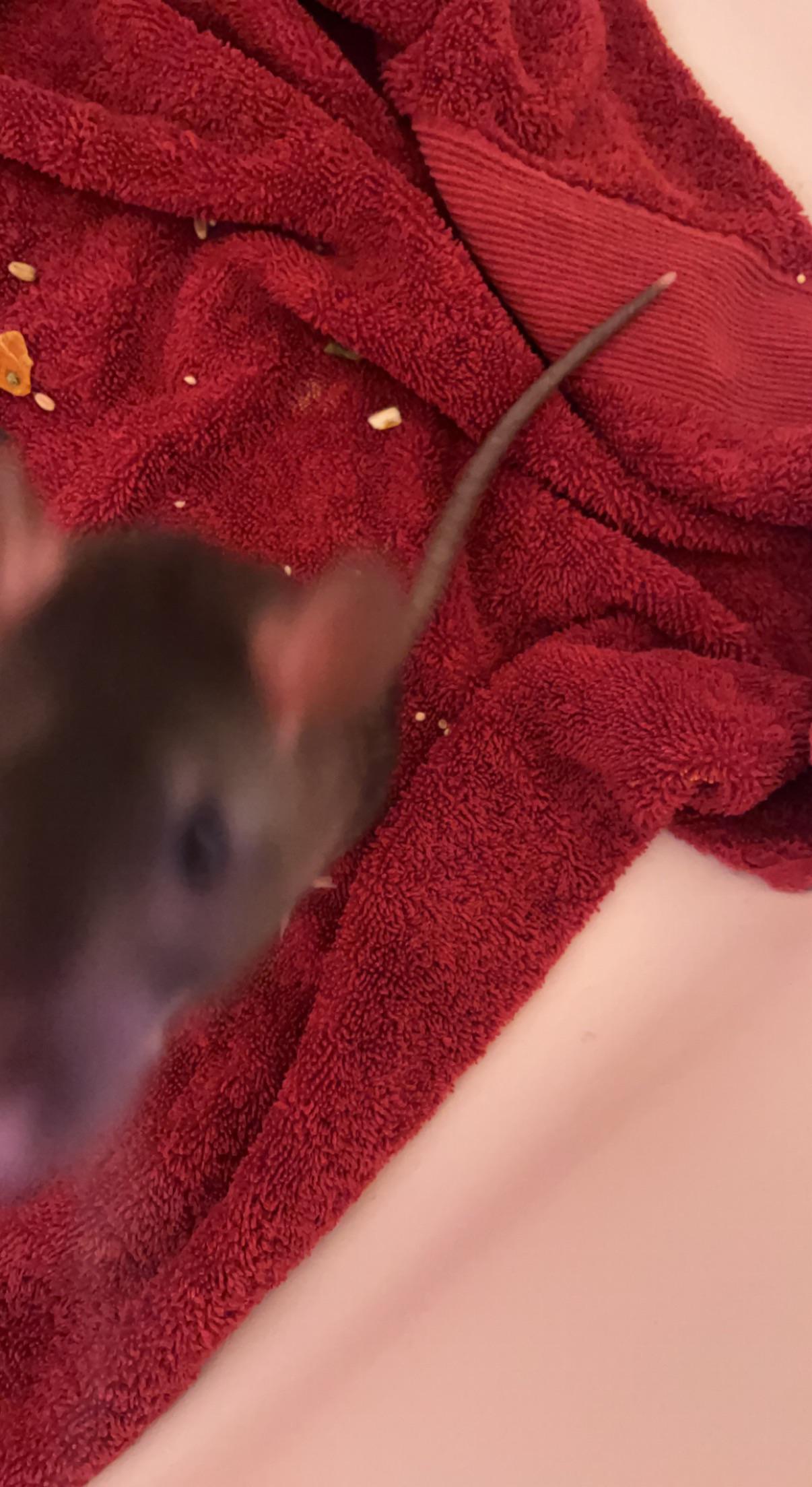 Introducing male rats update :) | Scrolller