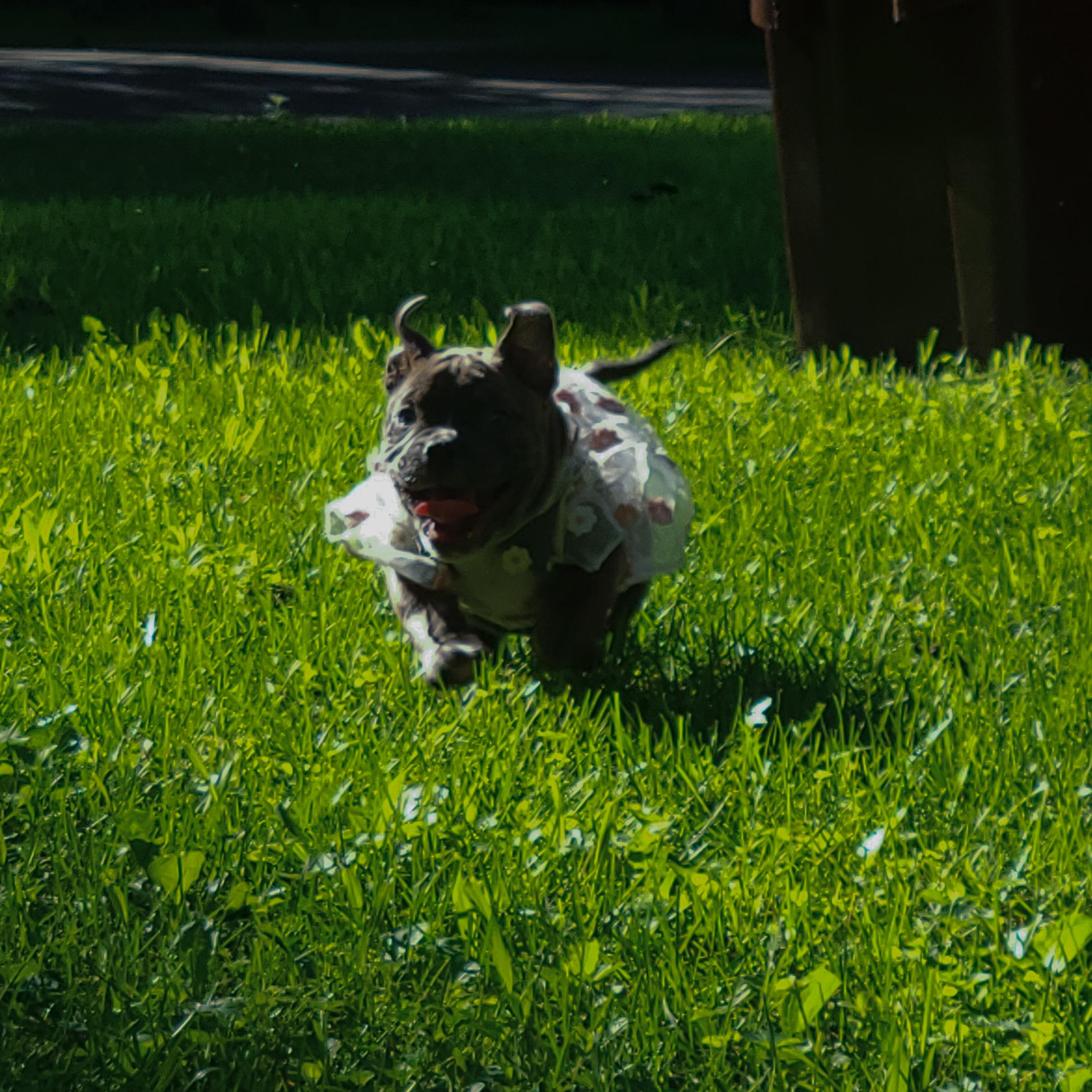 Cute pupper | Scrolller