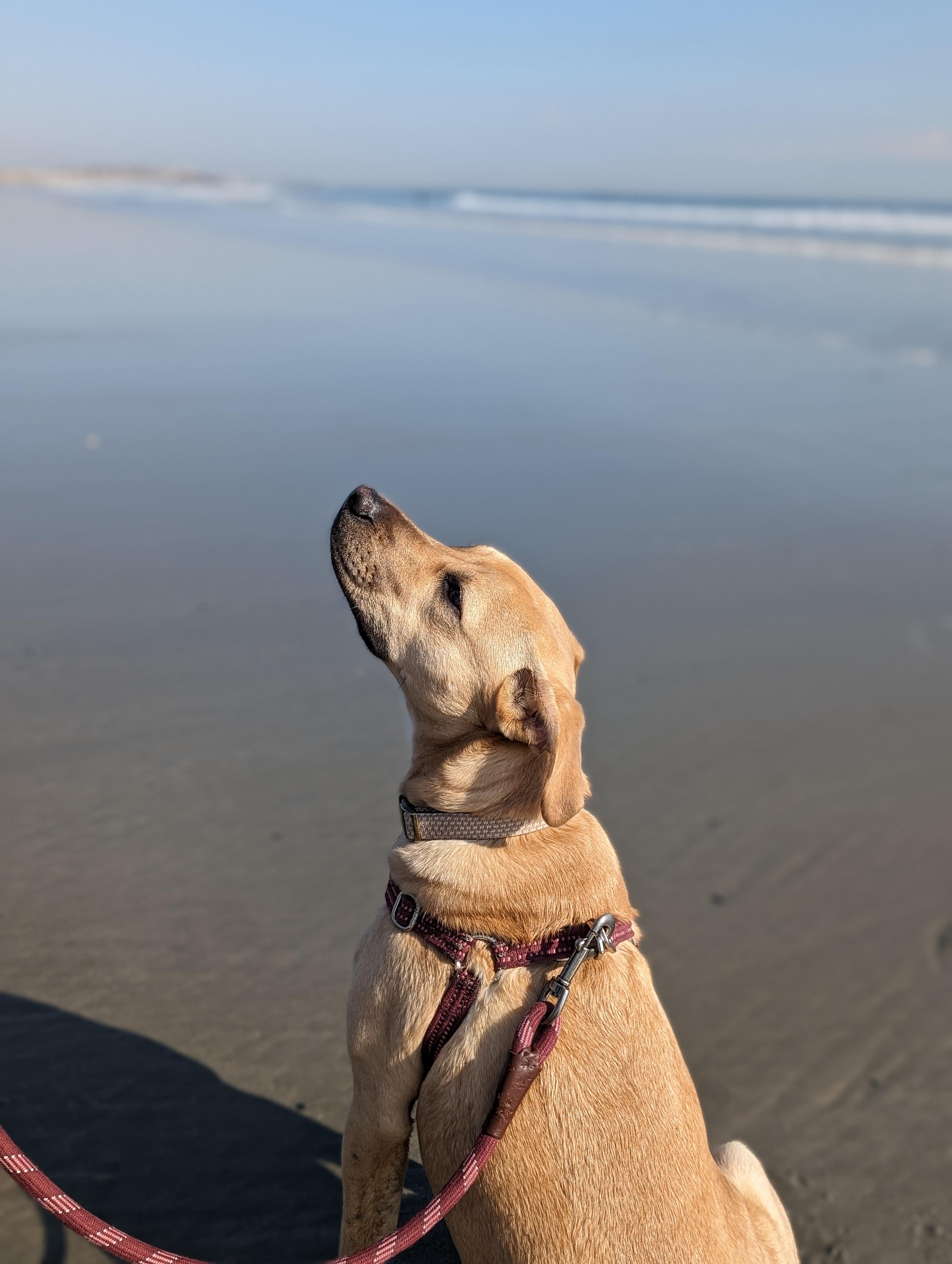 🍁 Maple's first beach day | Scrolller