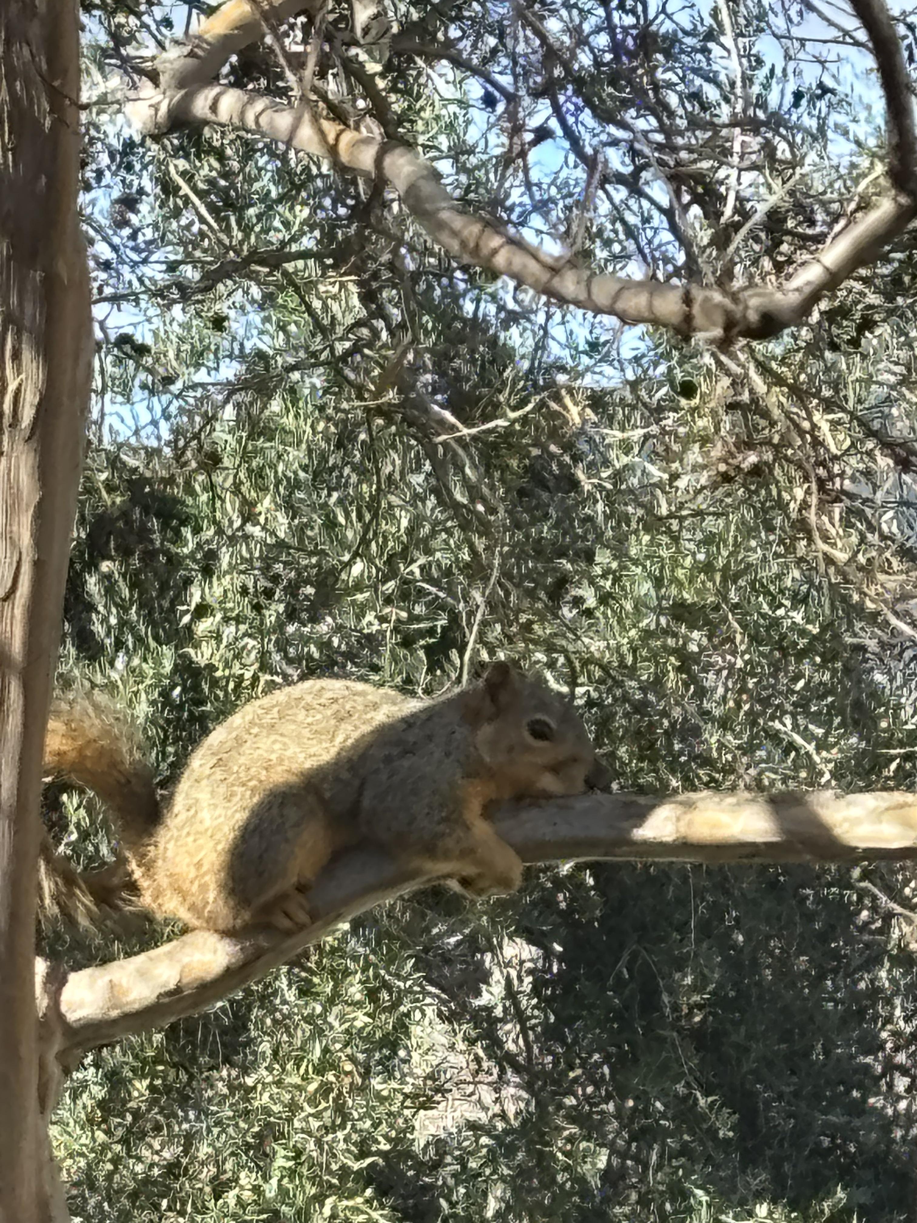 Rest for hardworking squirrel! | Scrolller