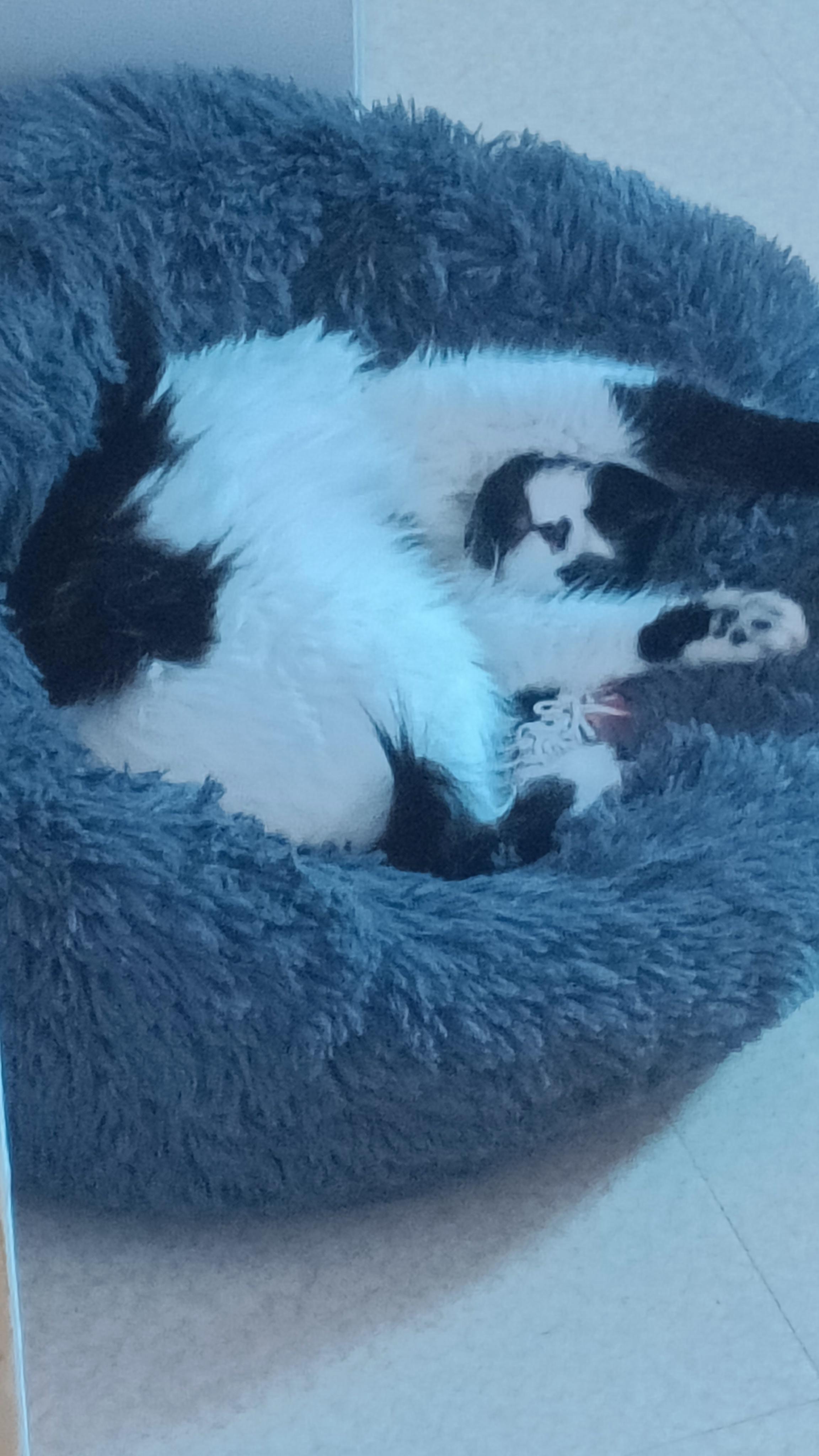 Discover more like Aww: Why cat are so dramatic when they sleep ? and Related Content | Scrolller