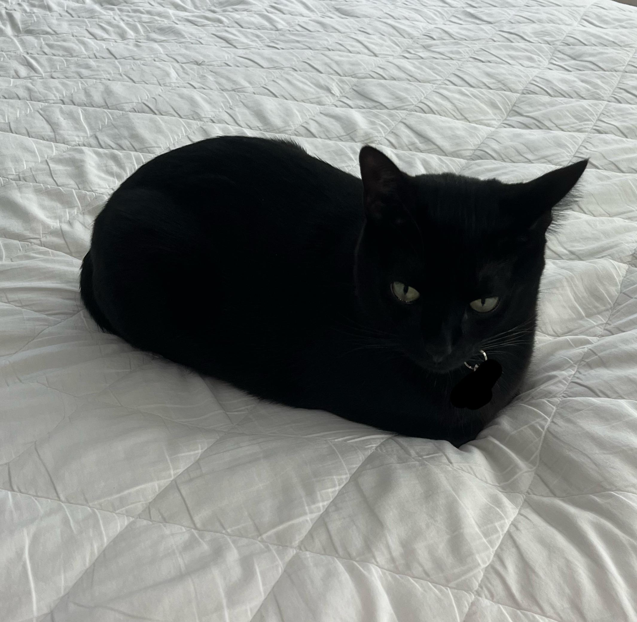 My black blob | Scrolller