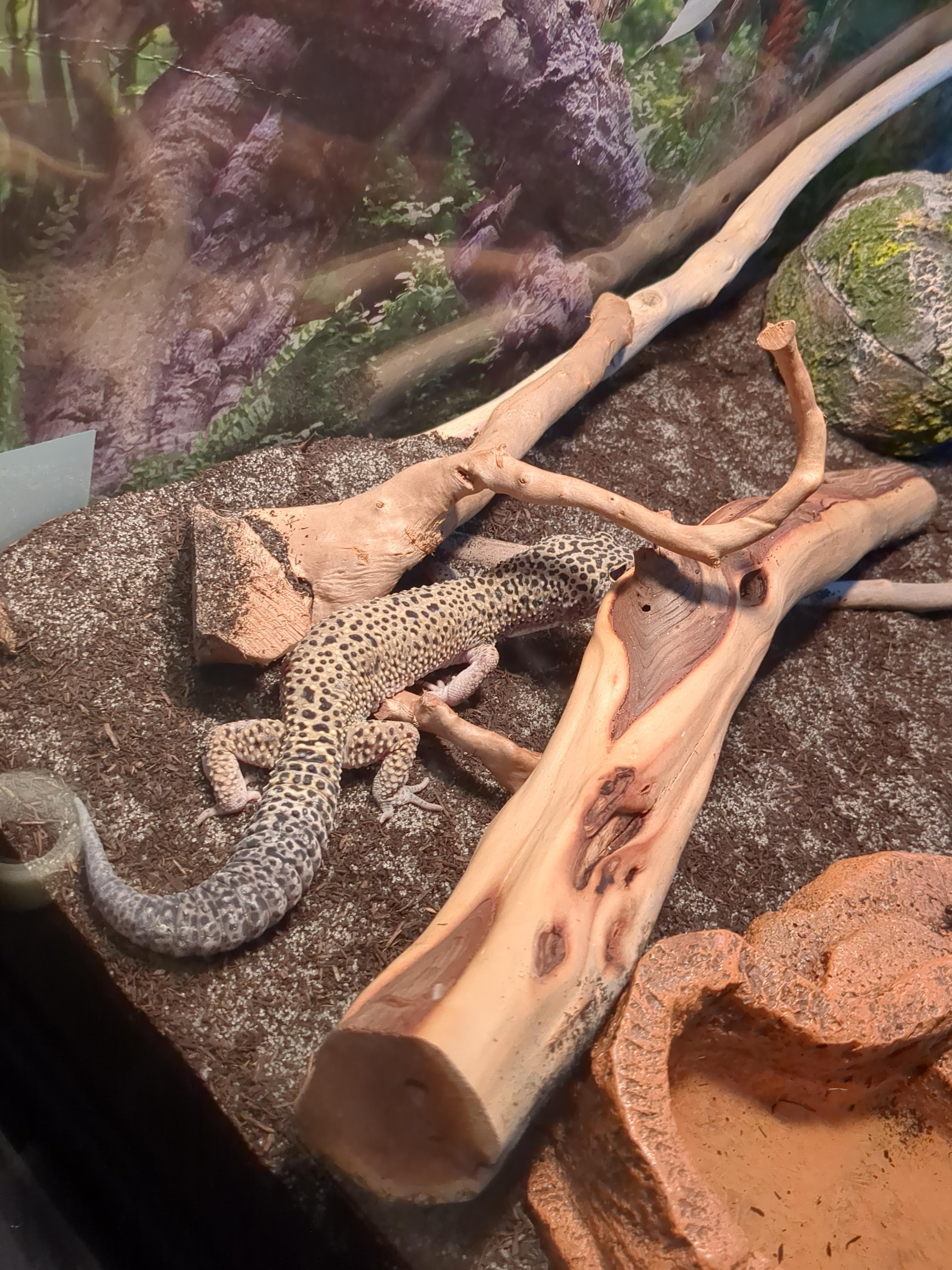 Can someone tell me what morph he is? | Scrolller