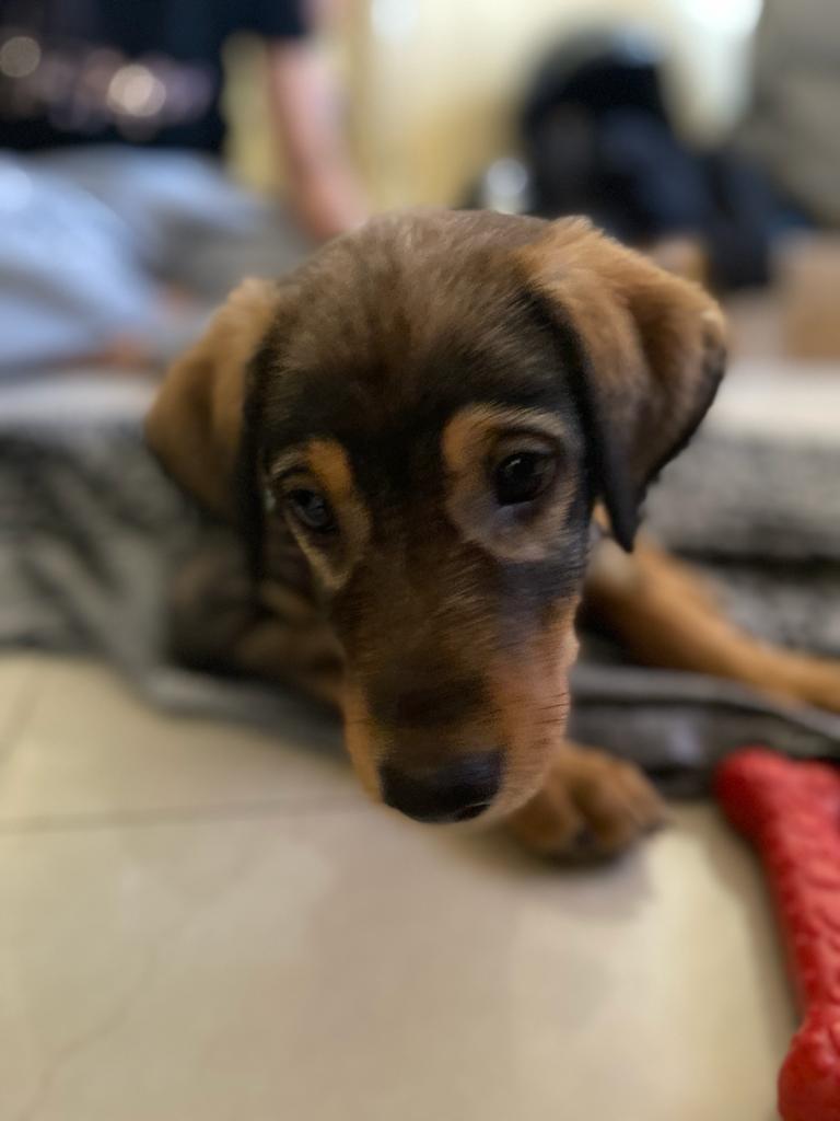 Discover more like Pune: Stray Dog Adoption and Related Content | Scrolller