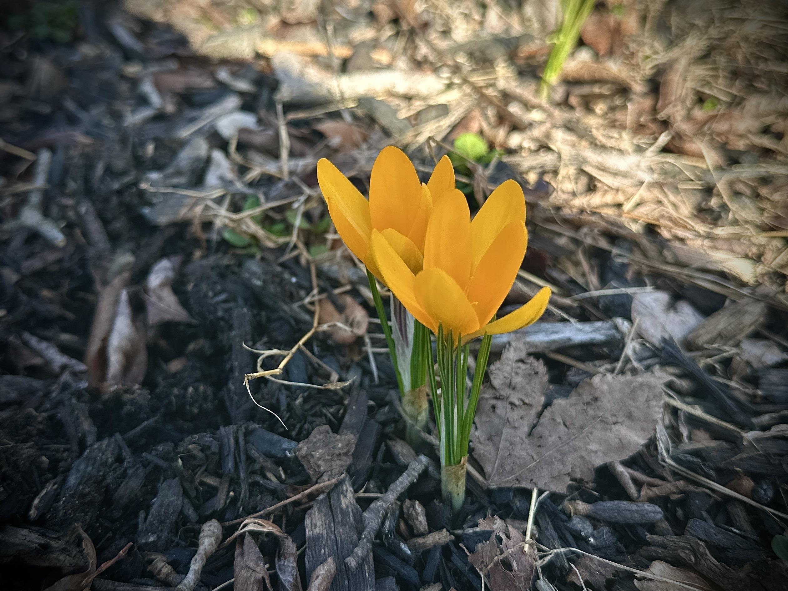 First blooms of 2024 | Scrolller