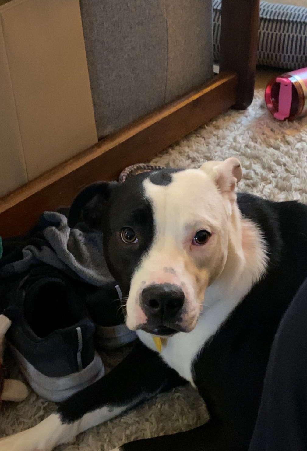 What breeds are my dog? | Scrolller