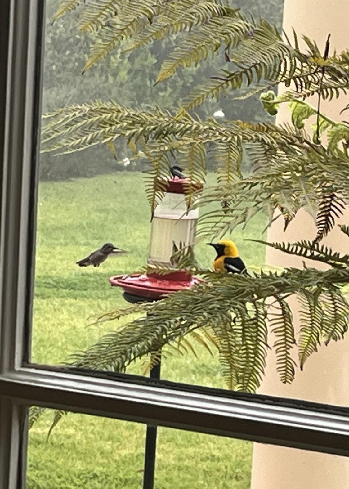 Feud over the feeder | Scrolller