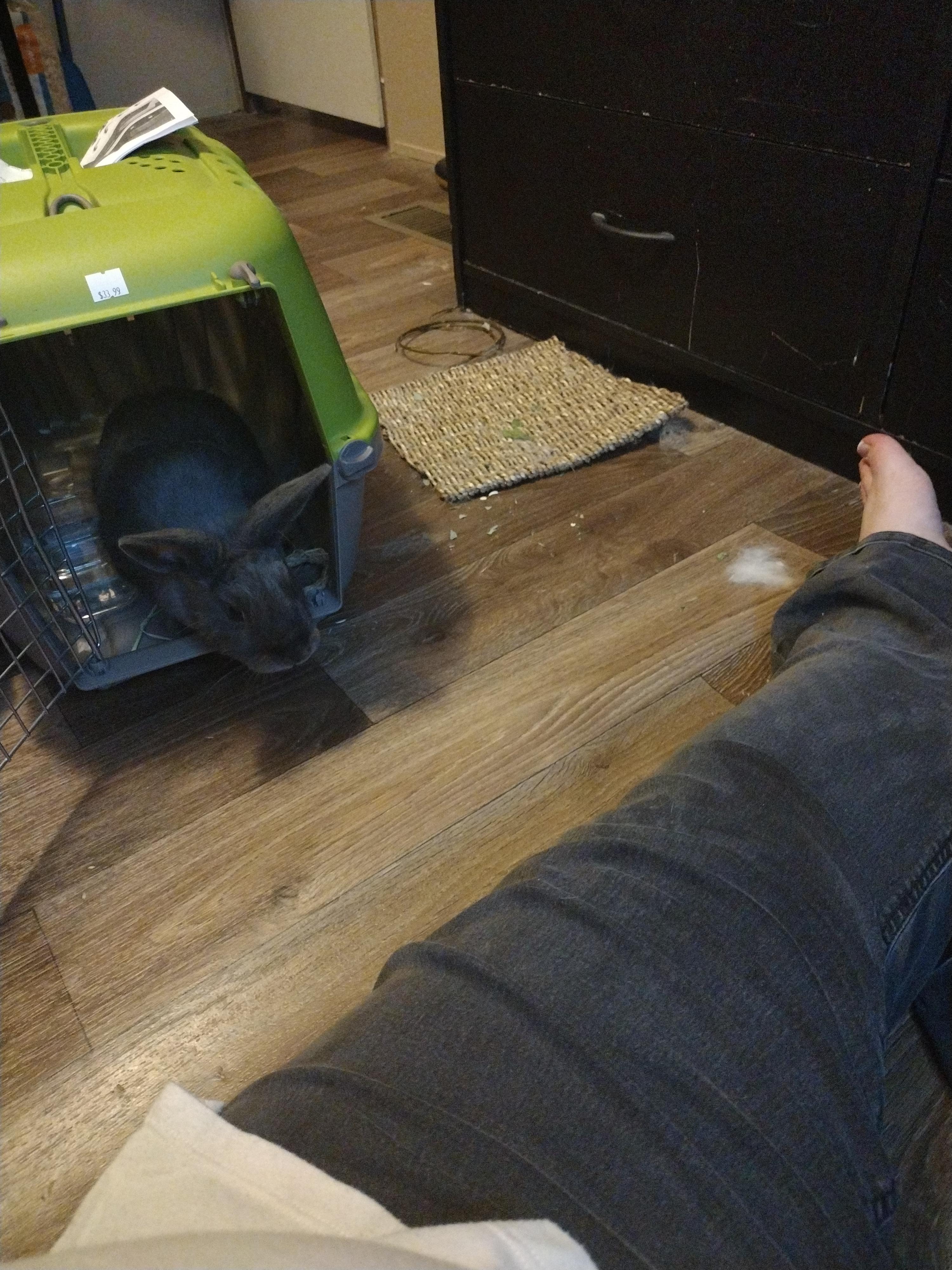 Welcome home, Violet! | Scrolller