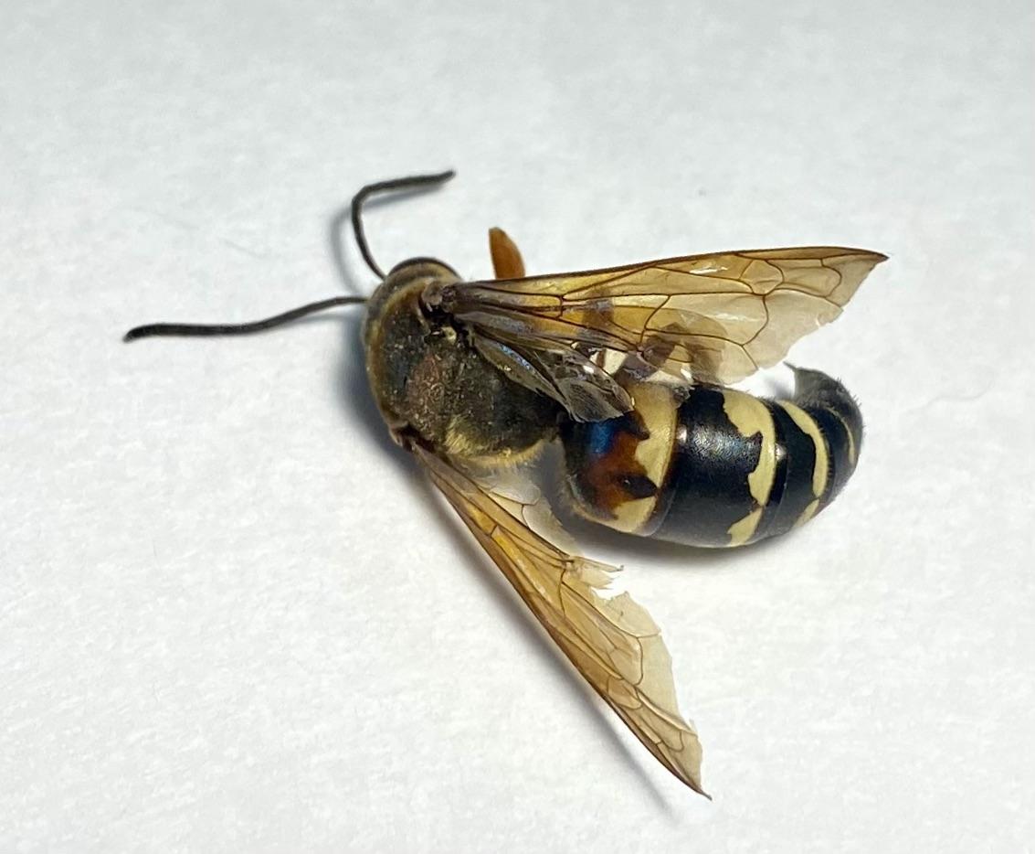 What Type of Hornet or Wasp is This?! | Scrolller