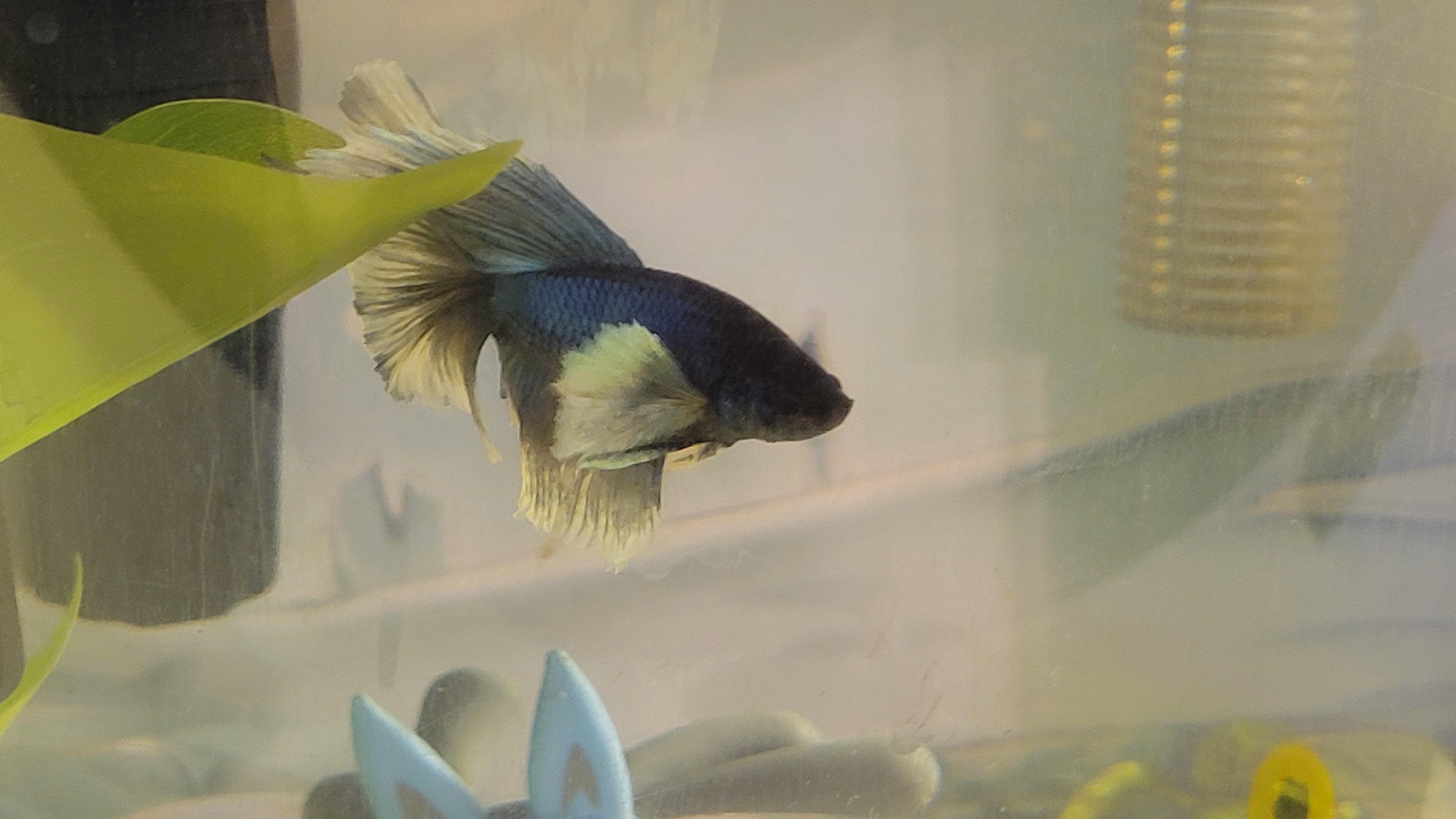 My Betta | Scrolller