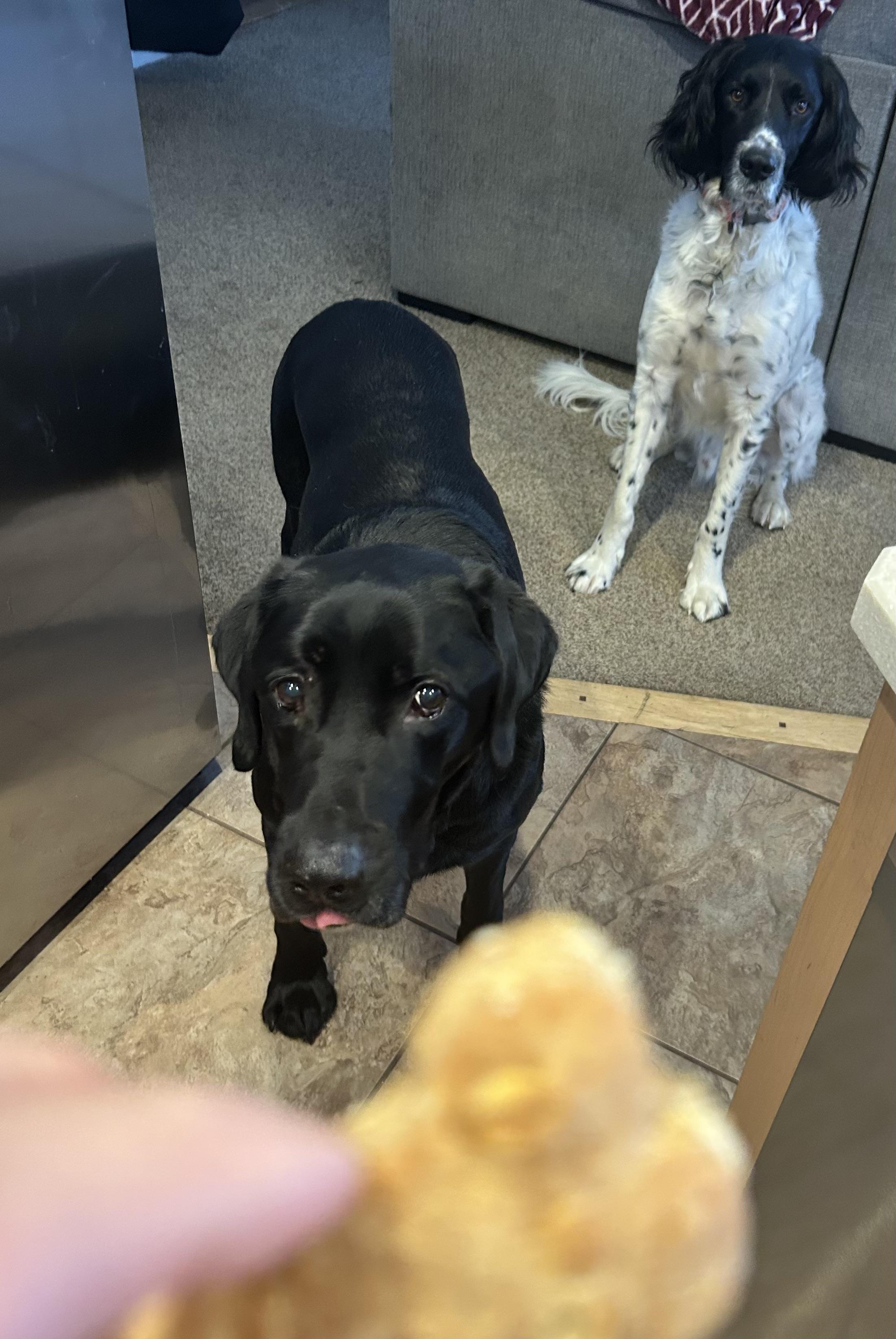 Baking sourdough dog biscuits. | Scrolller