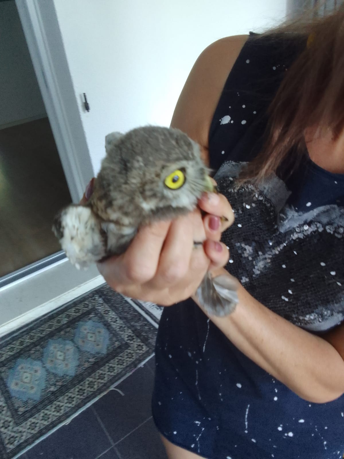 (oc) tiny owl | Scrolller