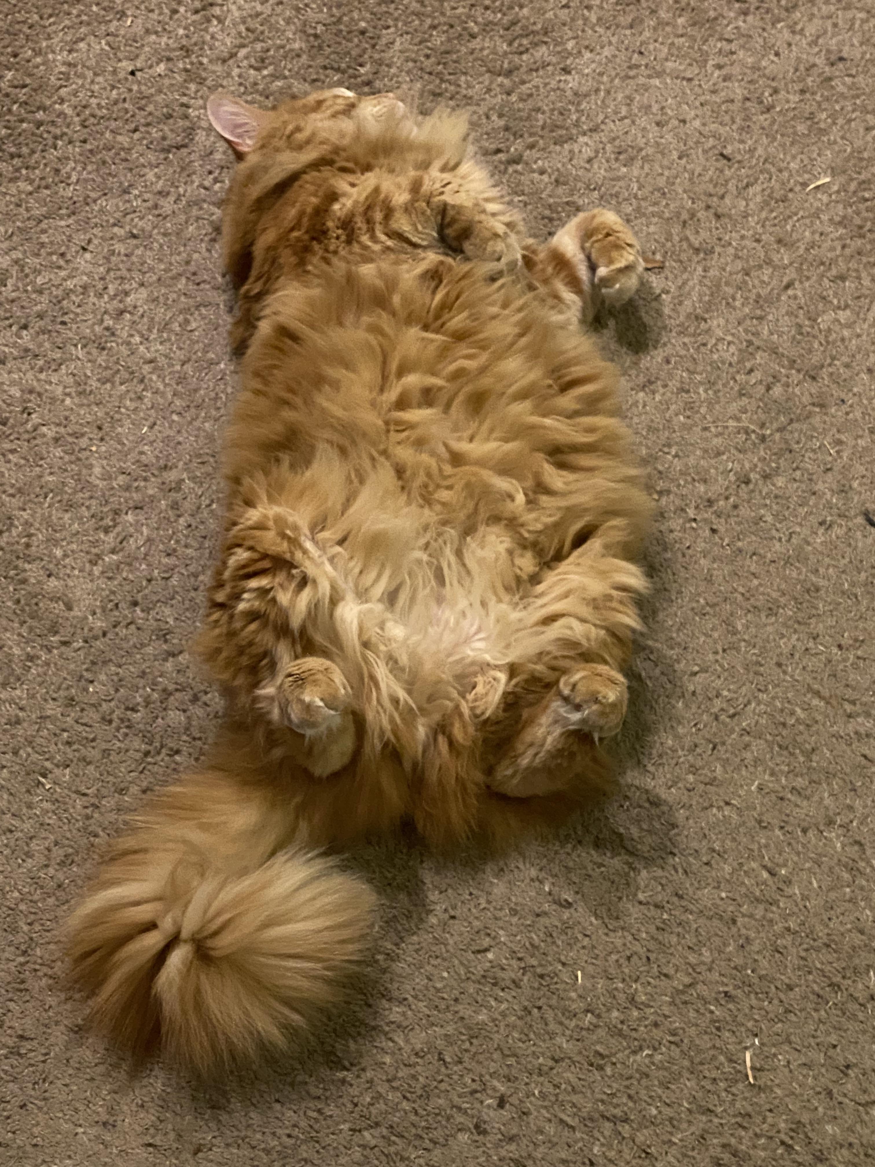 Floofy belly boy | Scrolller