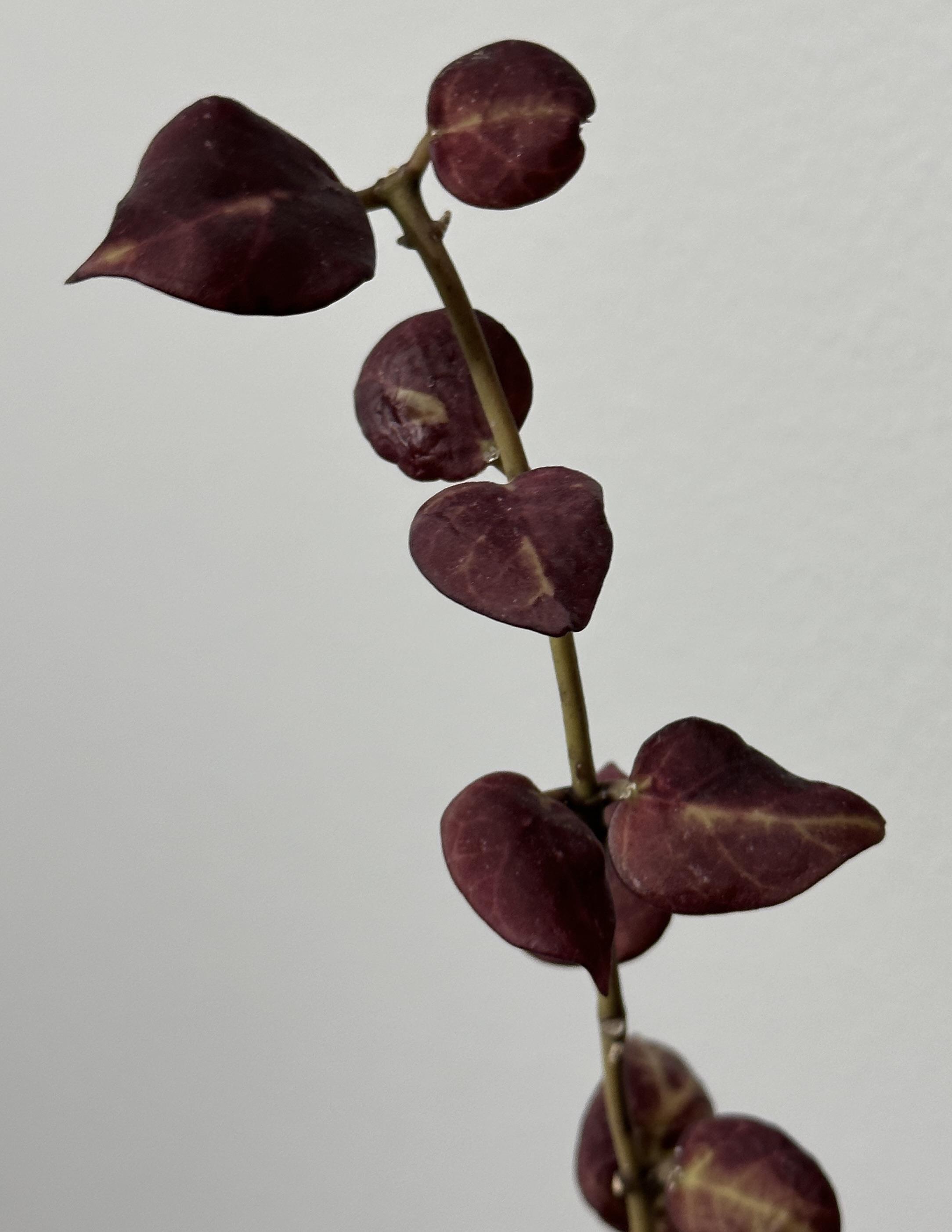 Weird, deformed/stunted growth on a single vine of Hoya ‘Sunrise’ | Scrolller