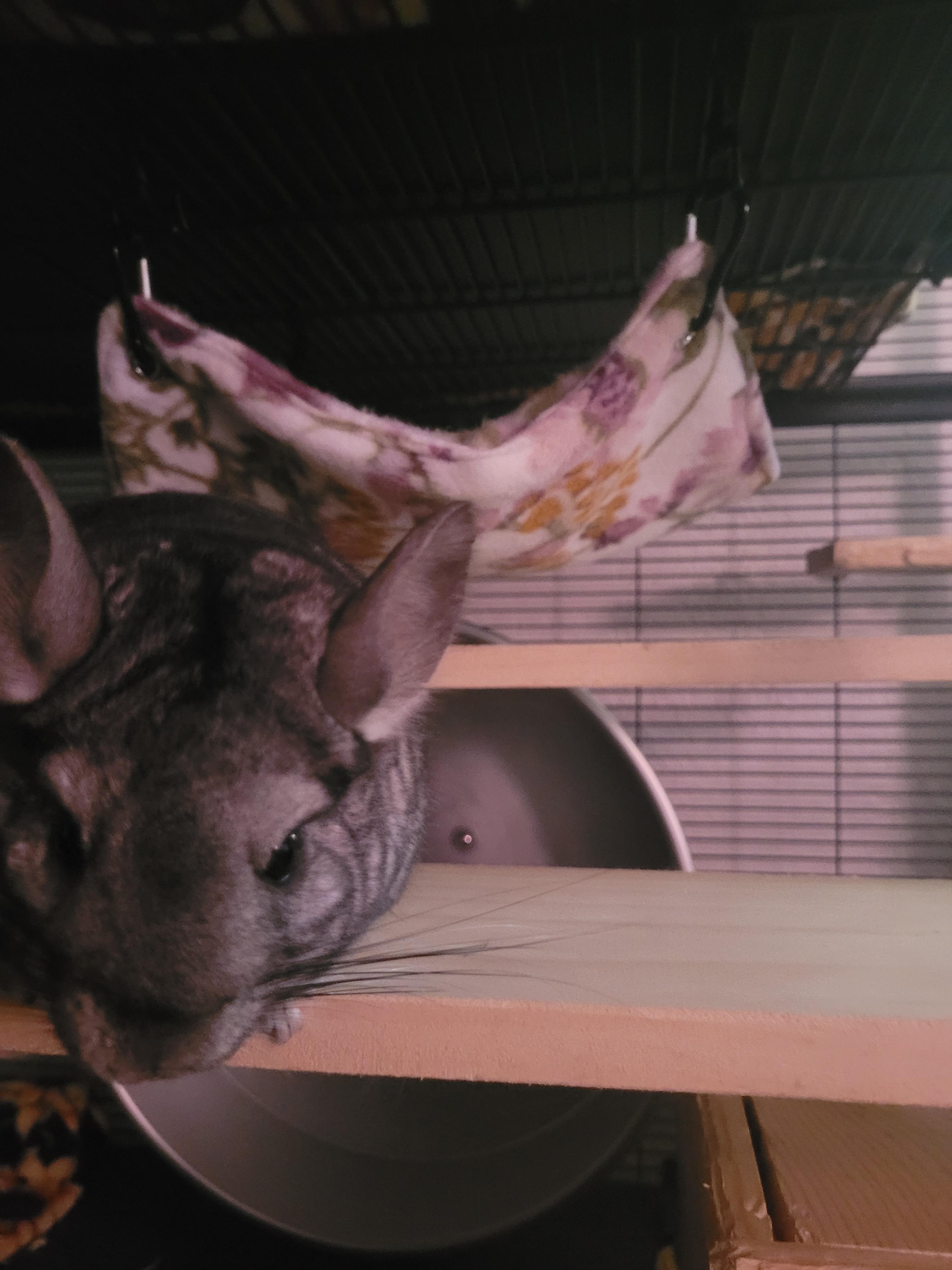 Happy National chinchilla day! | Scrolller