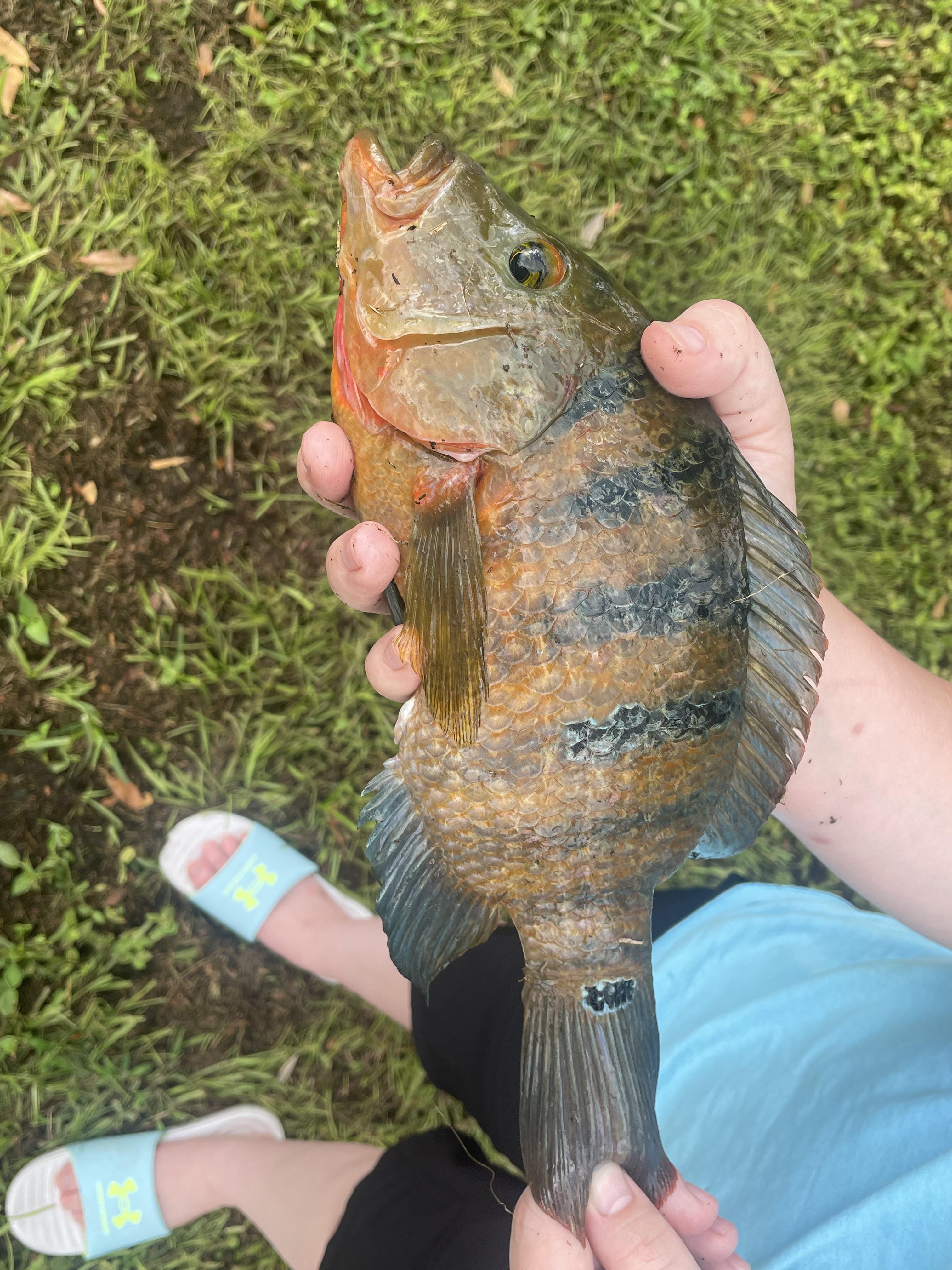 Miami canal fish id? | Scrolller