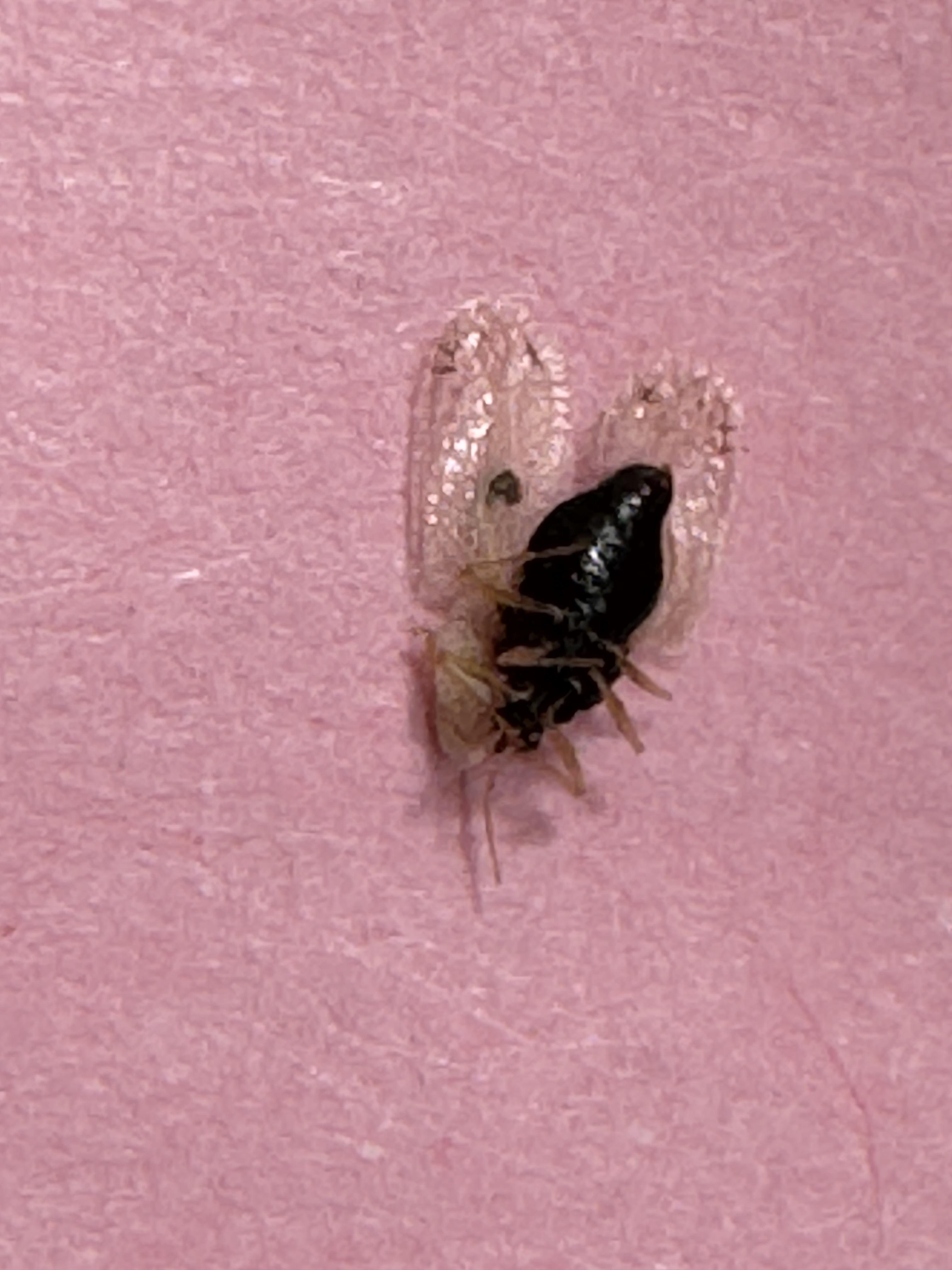 Is this a bedbug? Looks like it has wings. | Scrolller