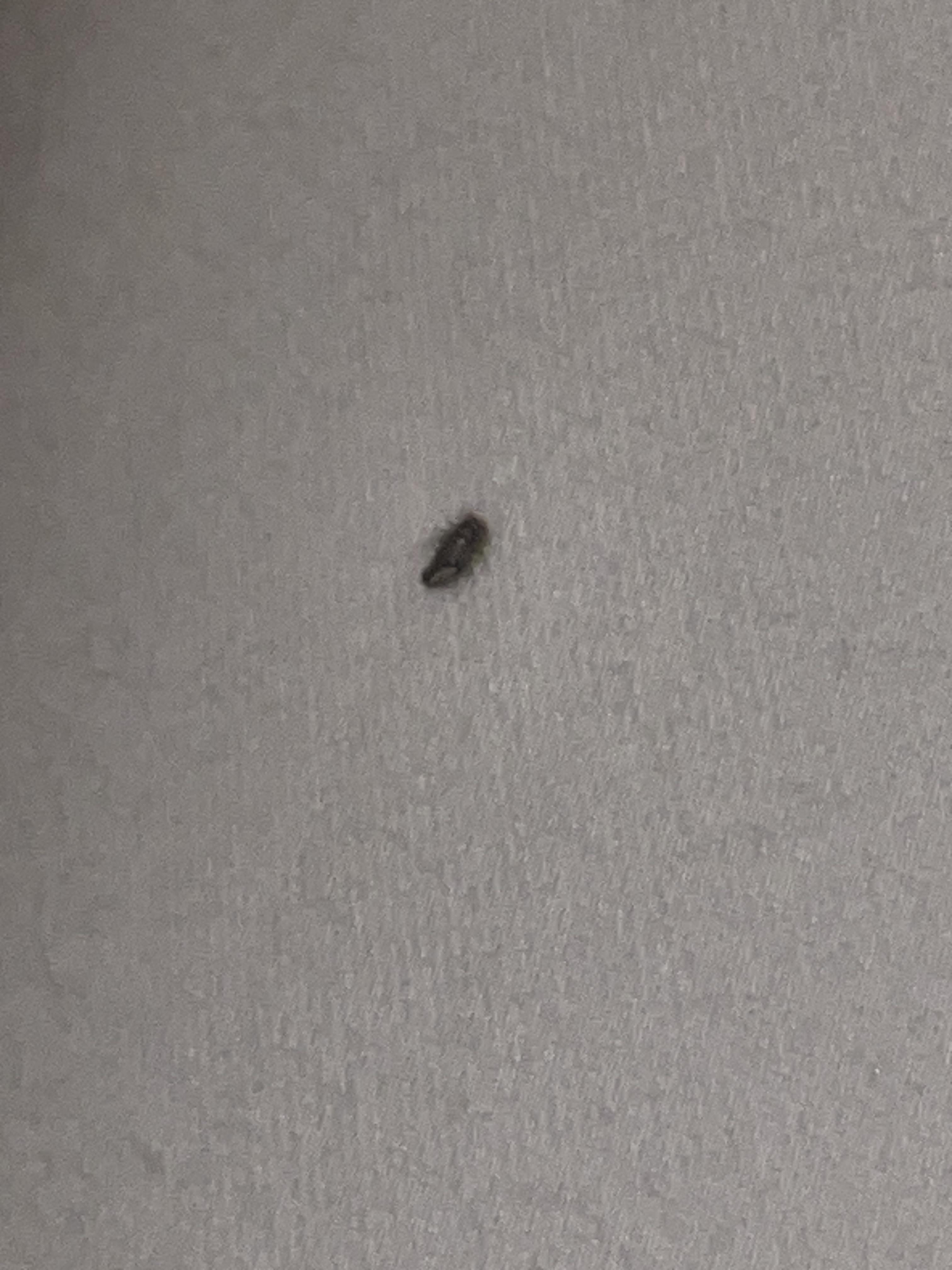 Bug identification help! | Scrolller