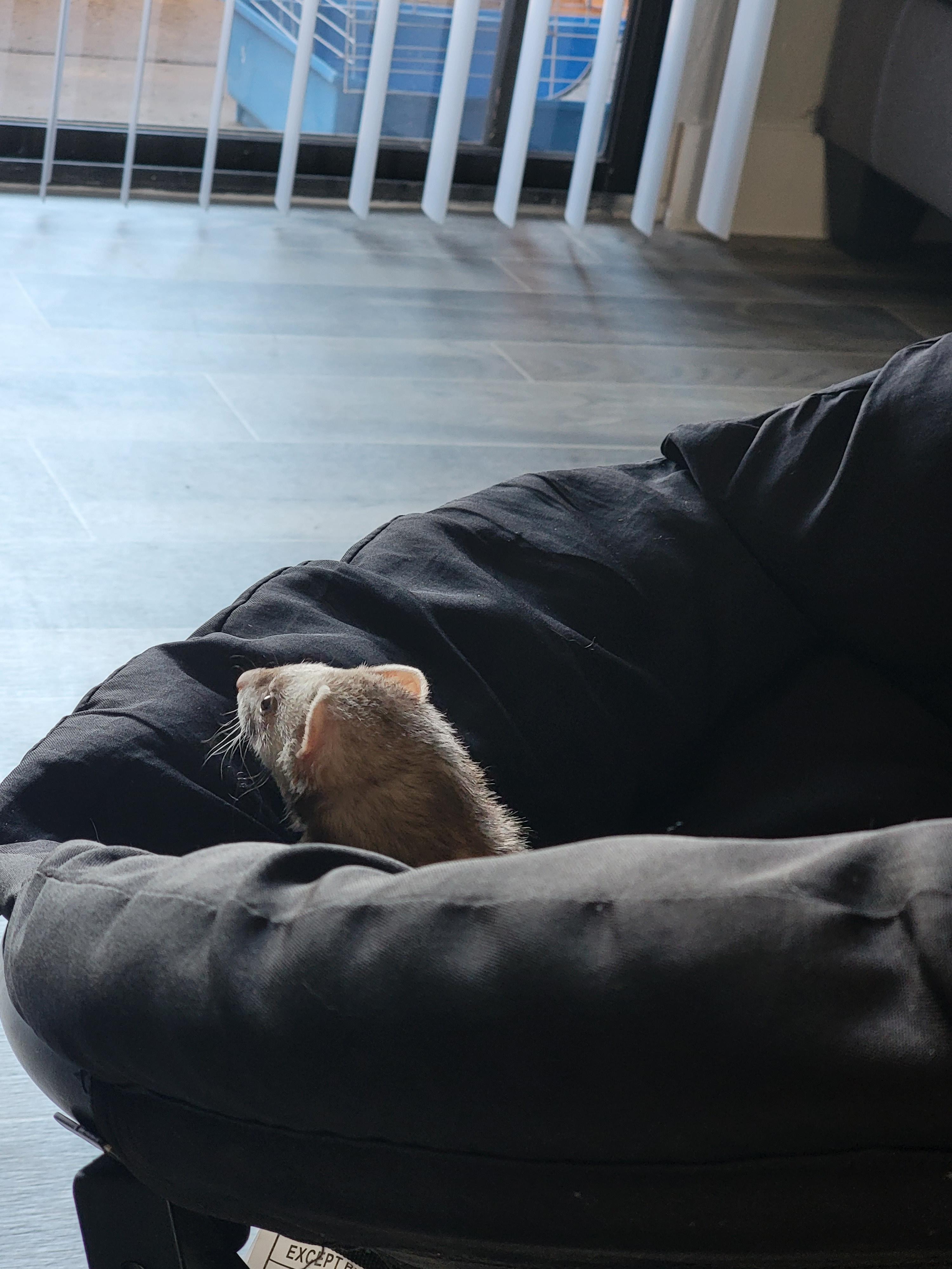 My baby girl was just contemplating life this chill afternoon! | Scrolller